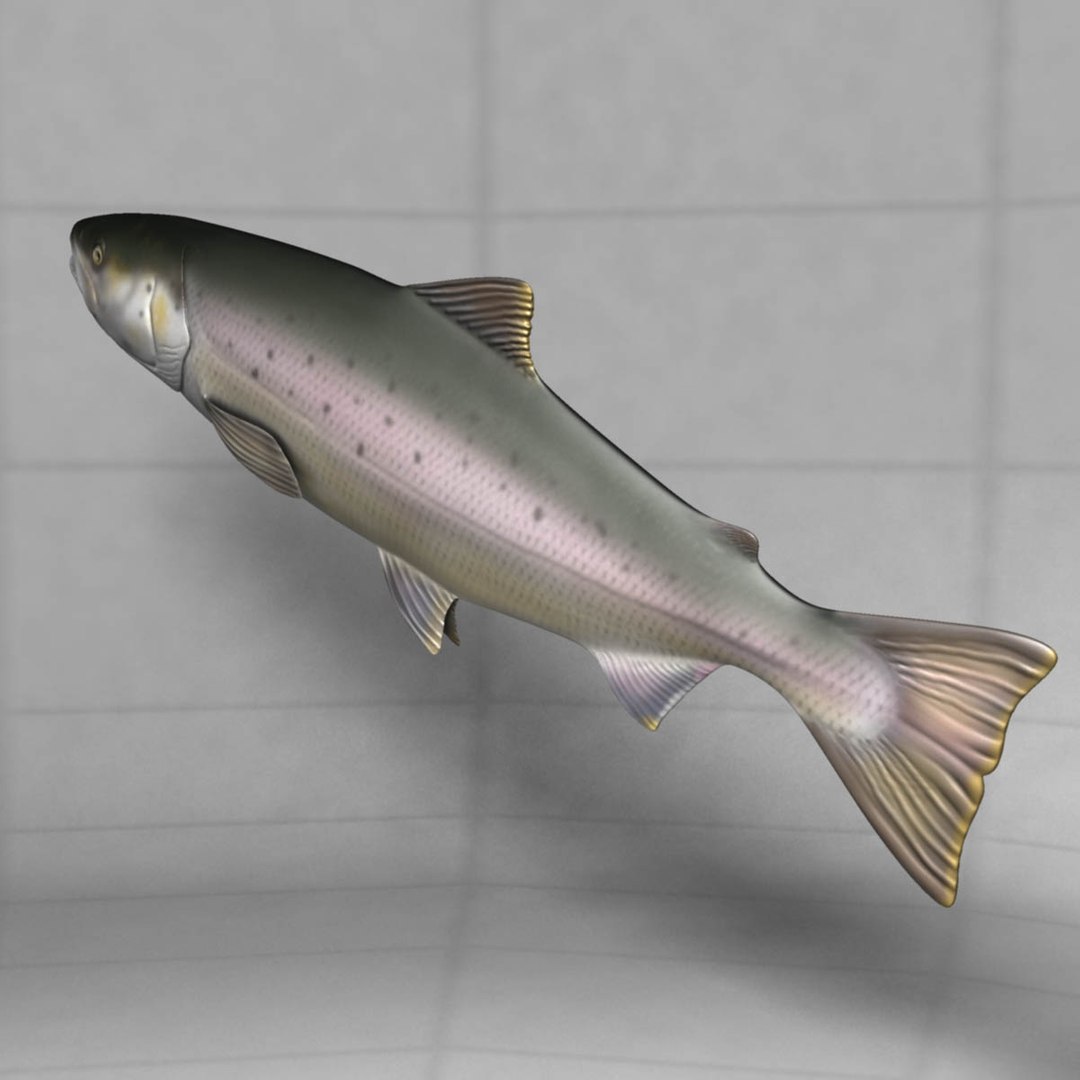 Salmon Fish 3D Model - TurboSquid 1438479