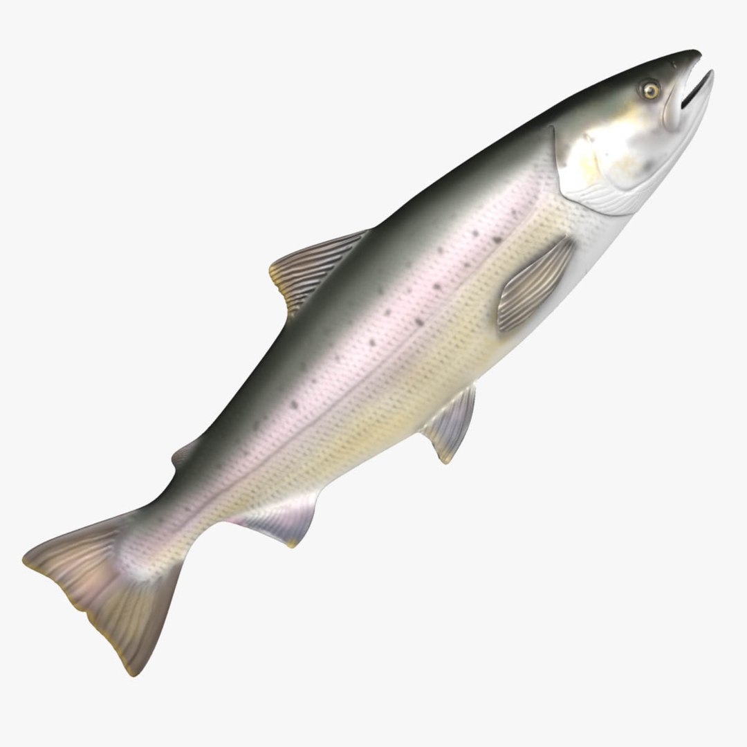 Salmon Fish 3D Model - TurboSquid 1438479
