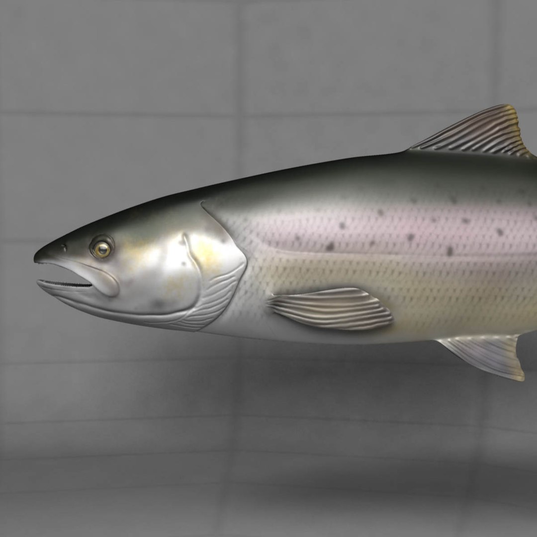 Salmon Fish 3D Model - TurboSquid 1438479