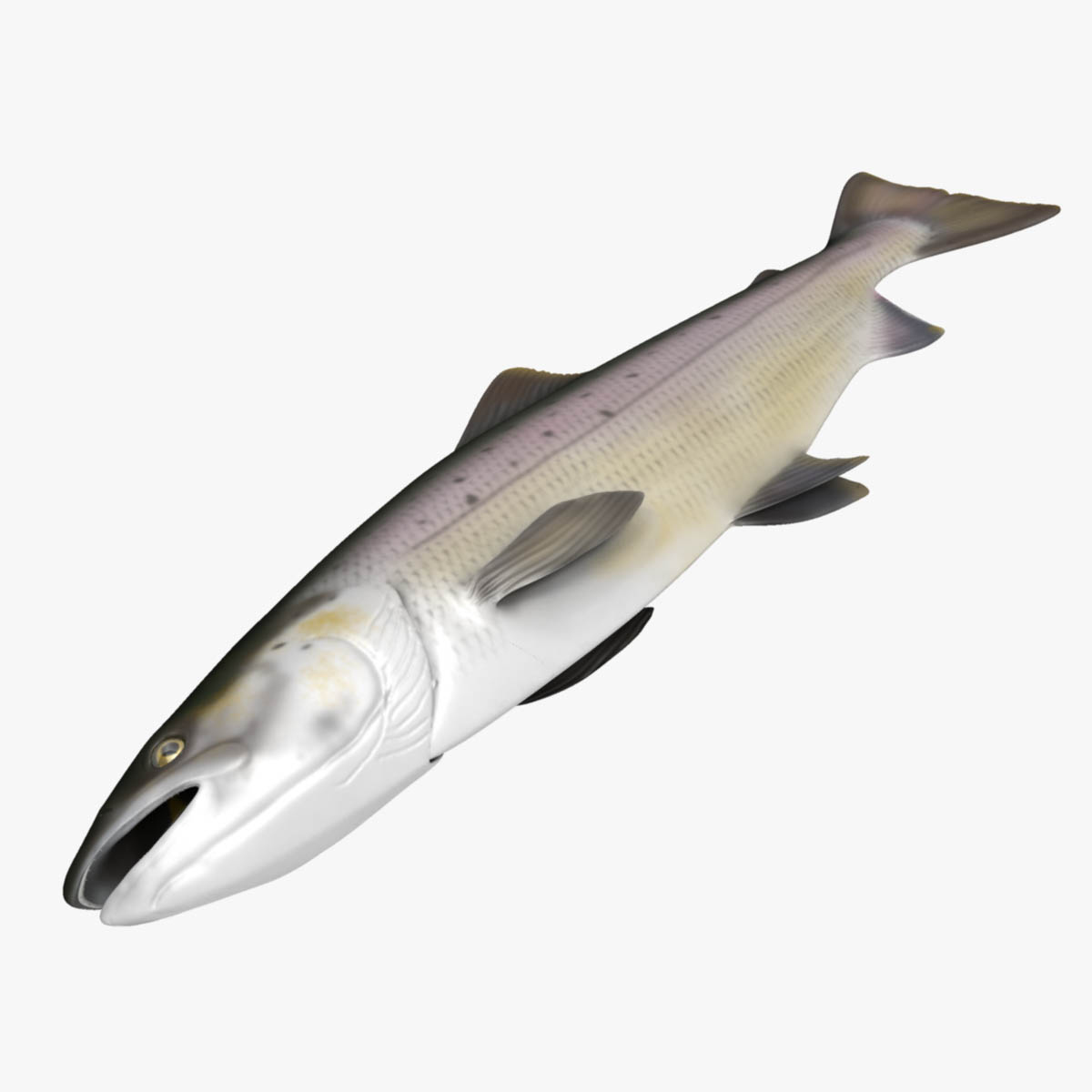 Salmon fish 3D model - TurboSquid 1438479