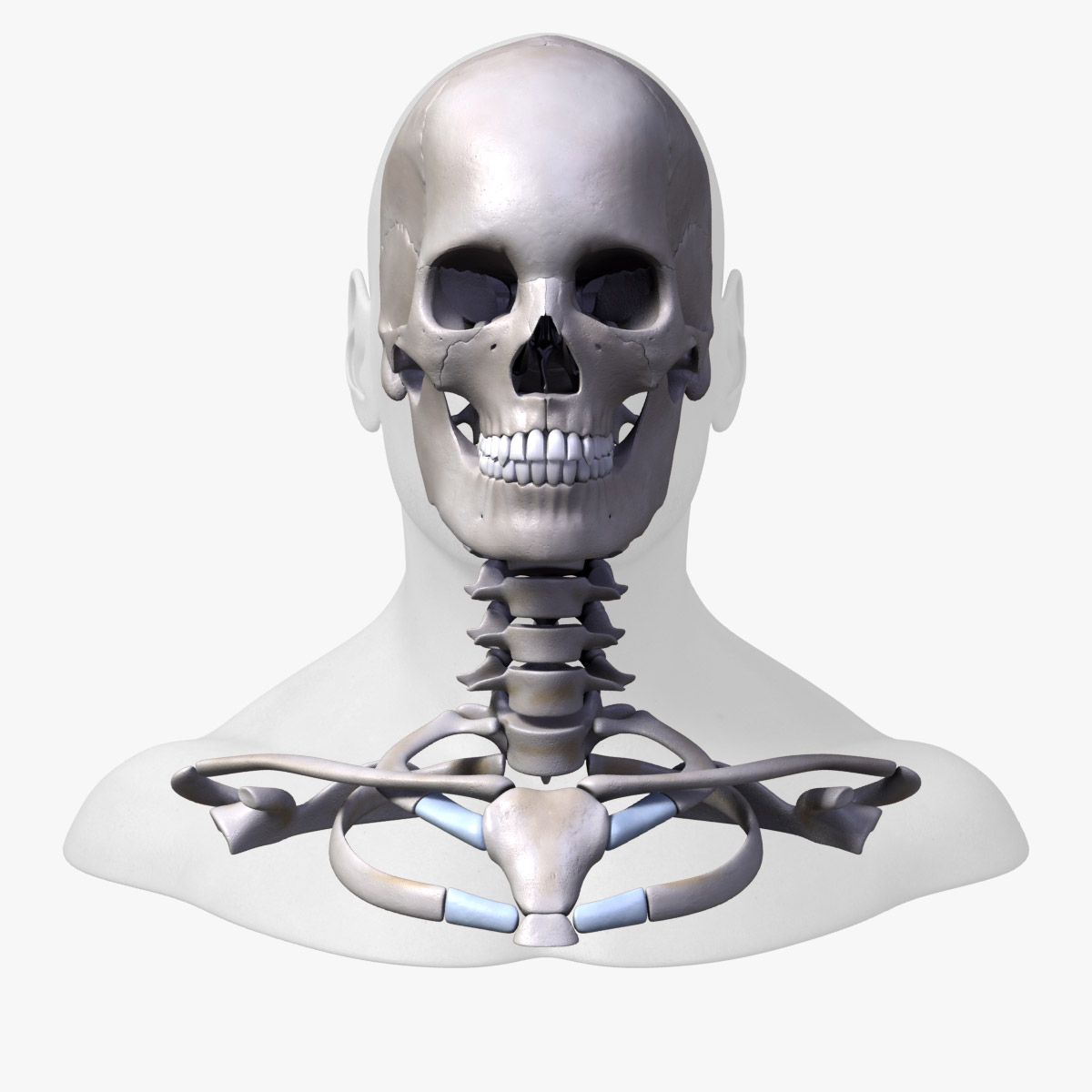 male head anatomy skeleton 3d obj