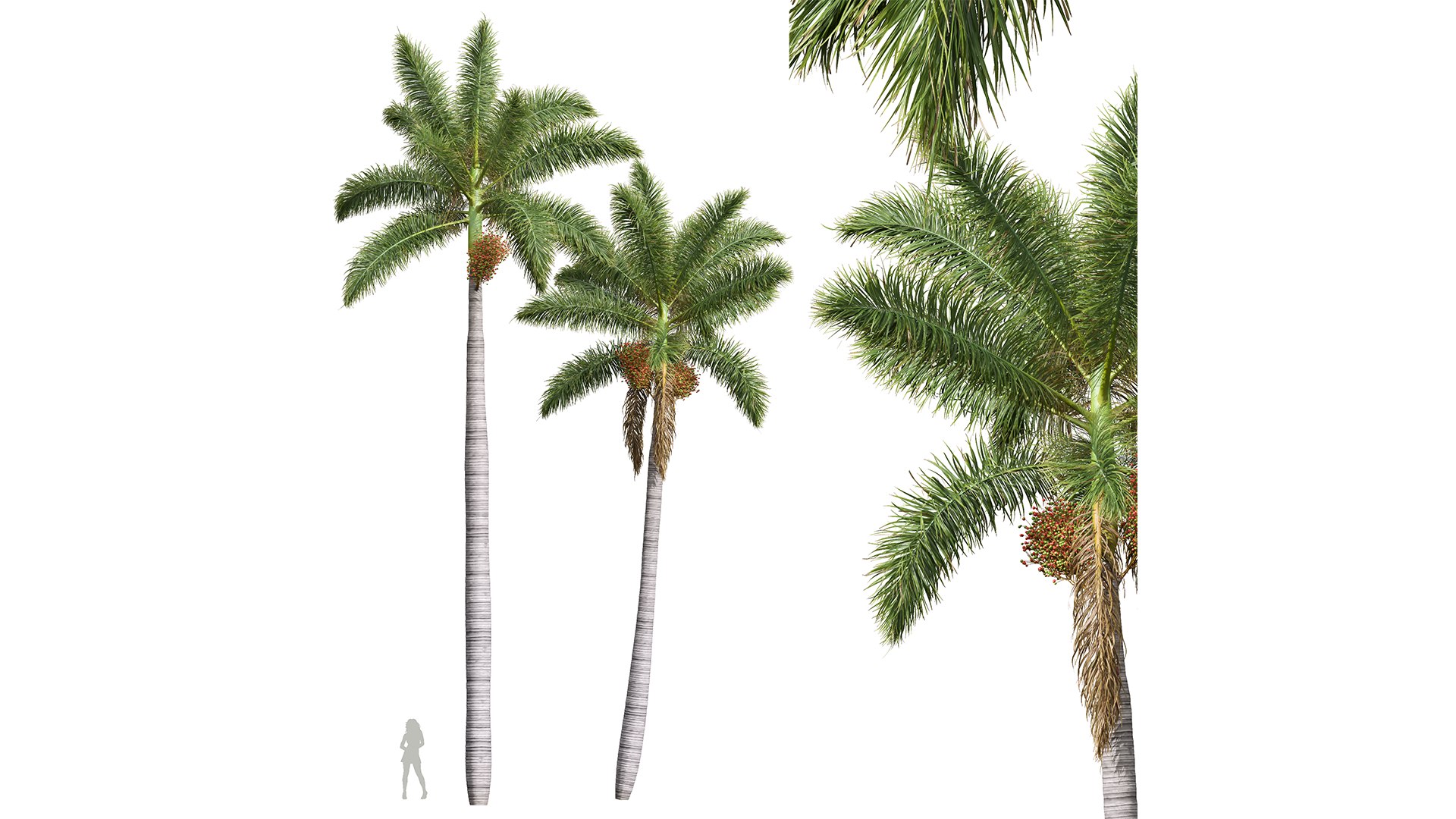 6Different SETS Of Tree Set Vol 33 3D Model - TurboSquid 2205116