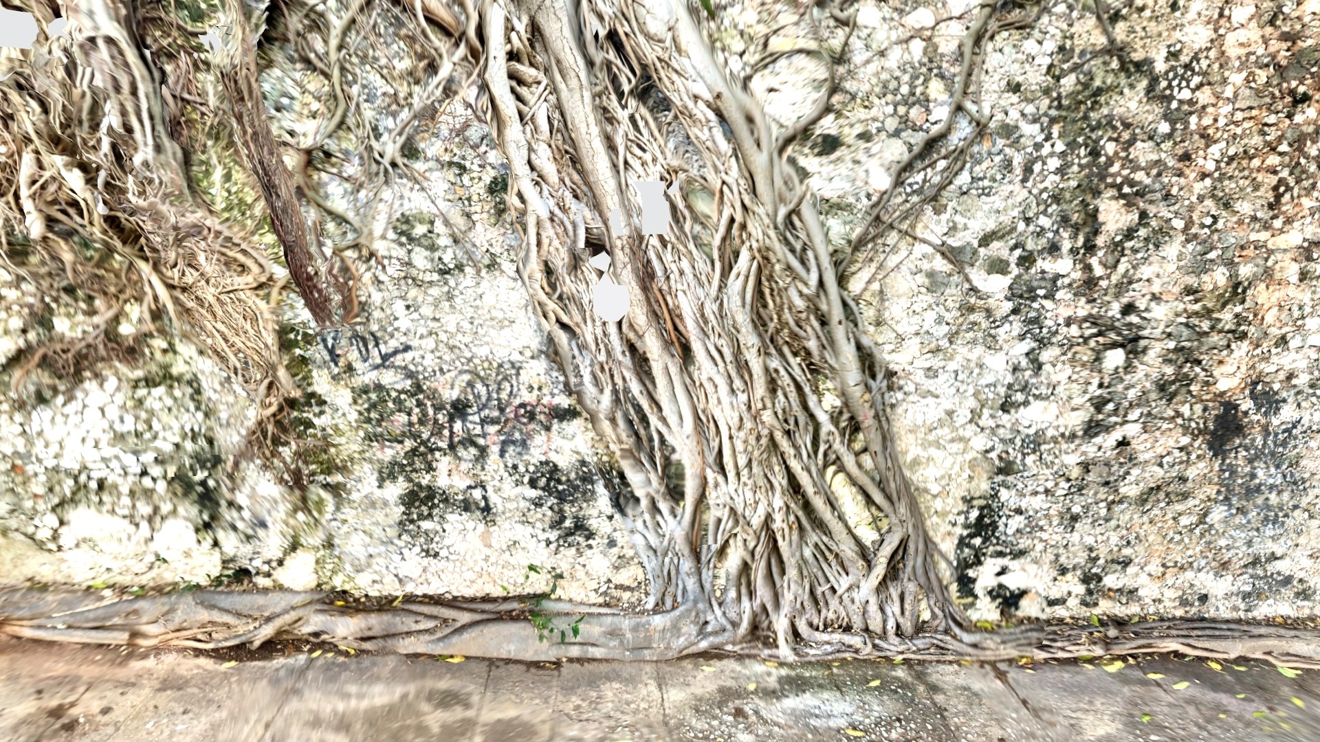 3D Model Root Wall - TurboSquid 1968070