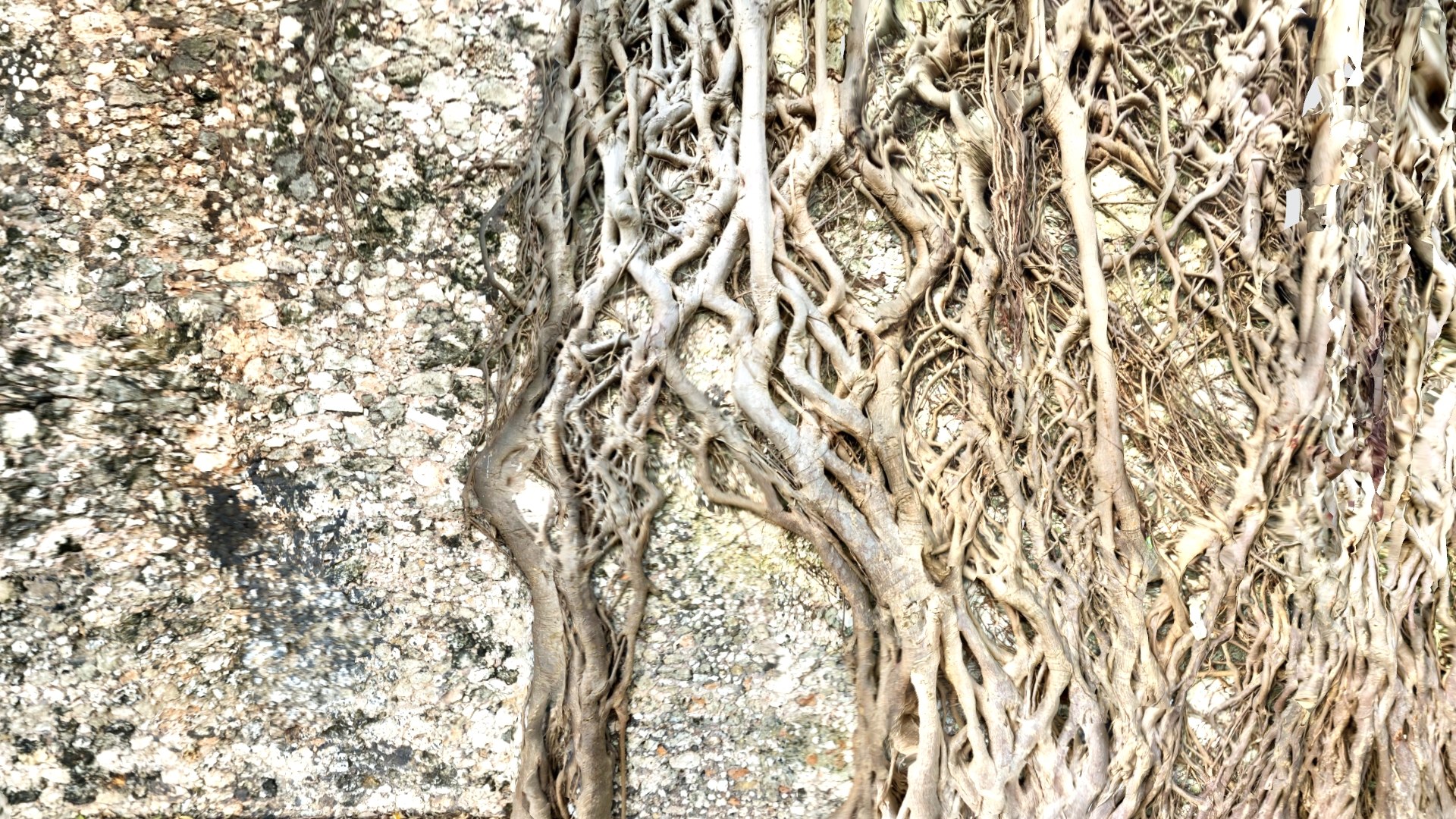 3D Model Root Wall - TurboSquid 1968070