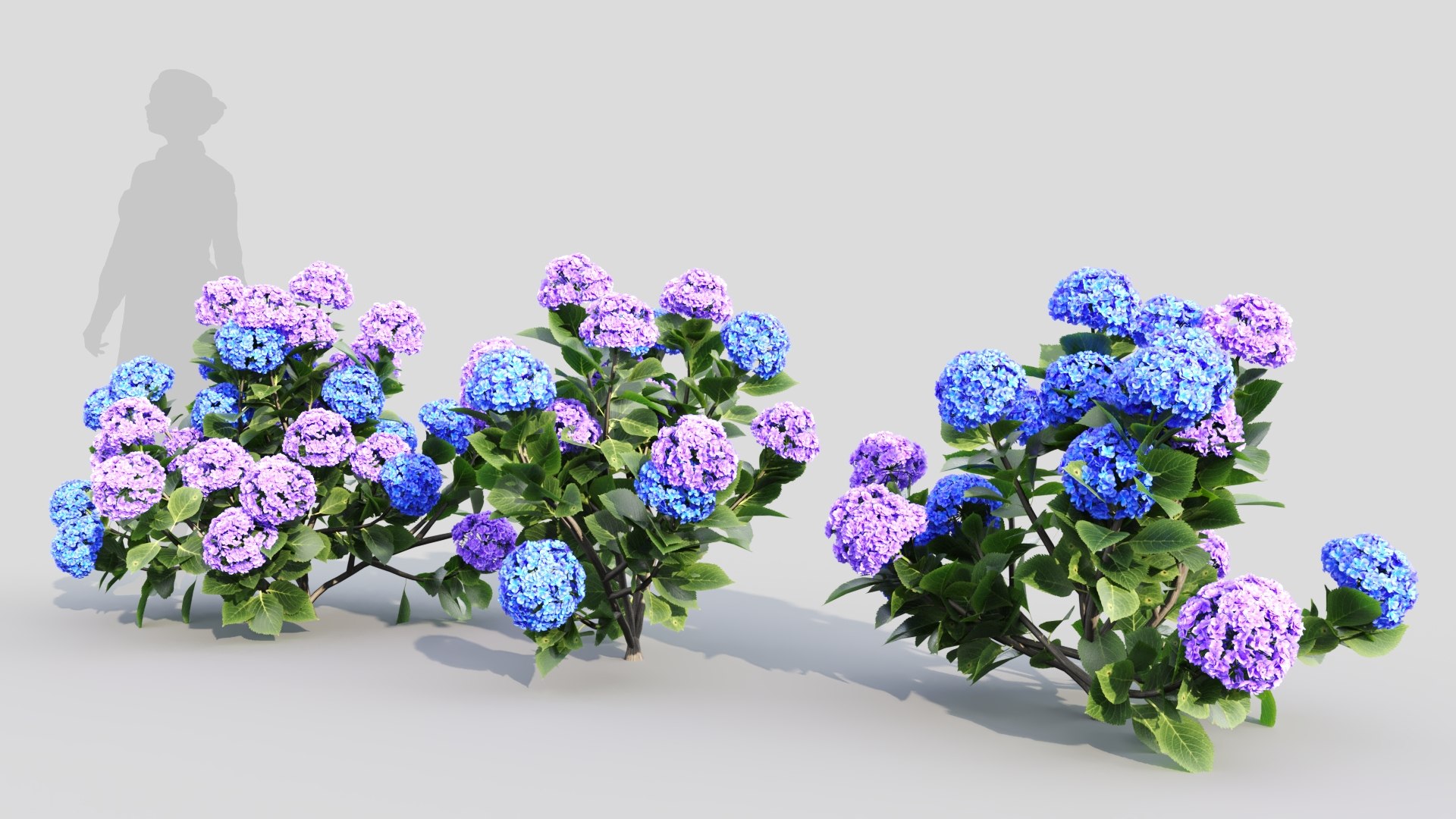 3D Model Hydrangea Macrophylla D - TurboSquid 2158172