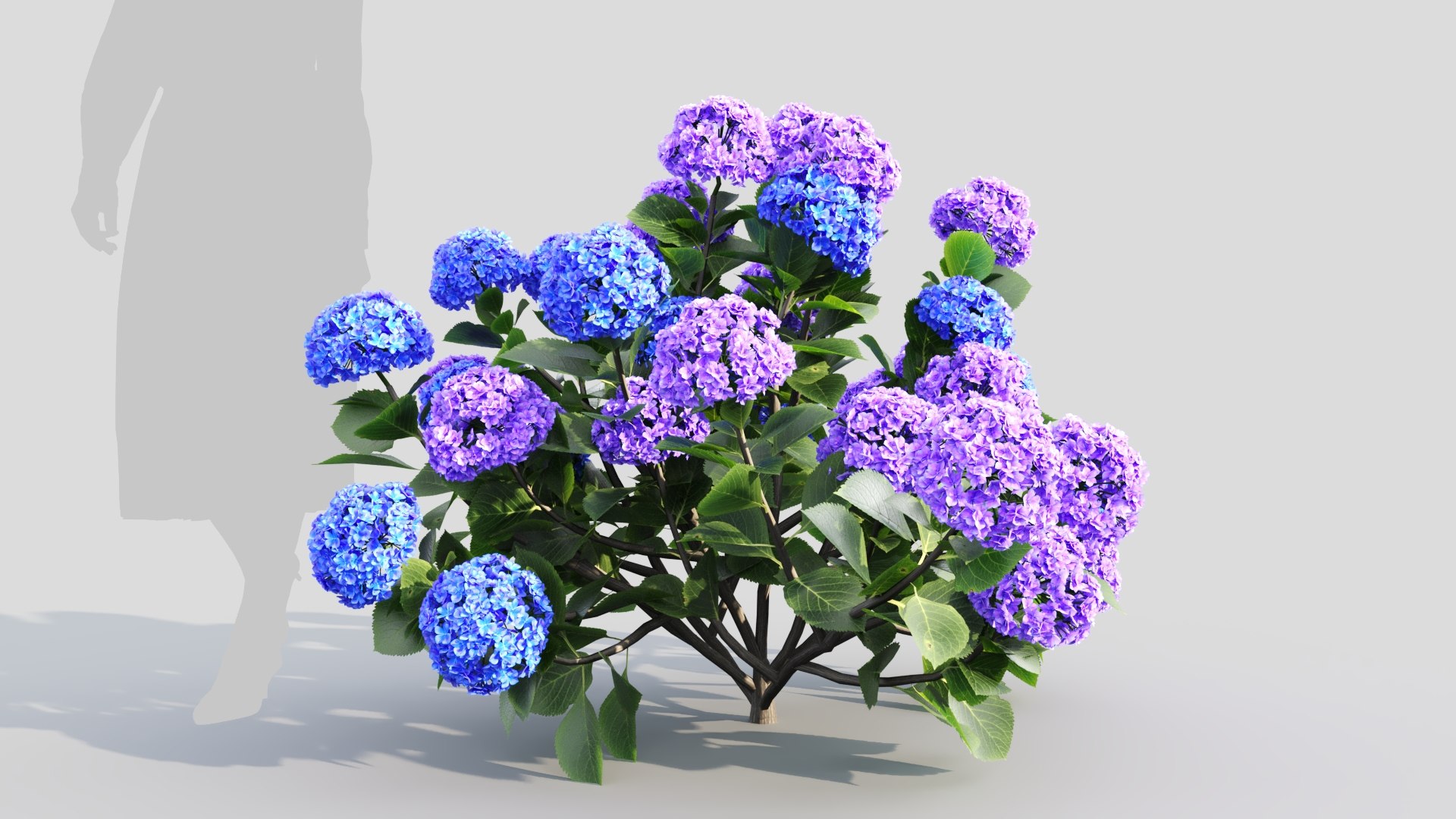 3D Model Hydrangea Macrophylla D - TurboSquid 2158172