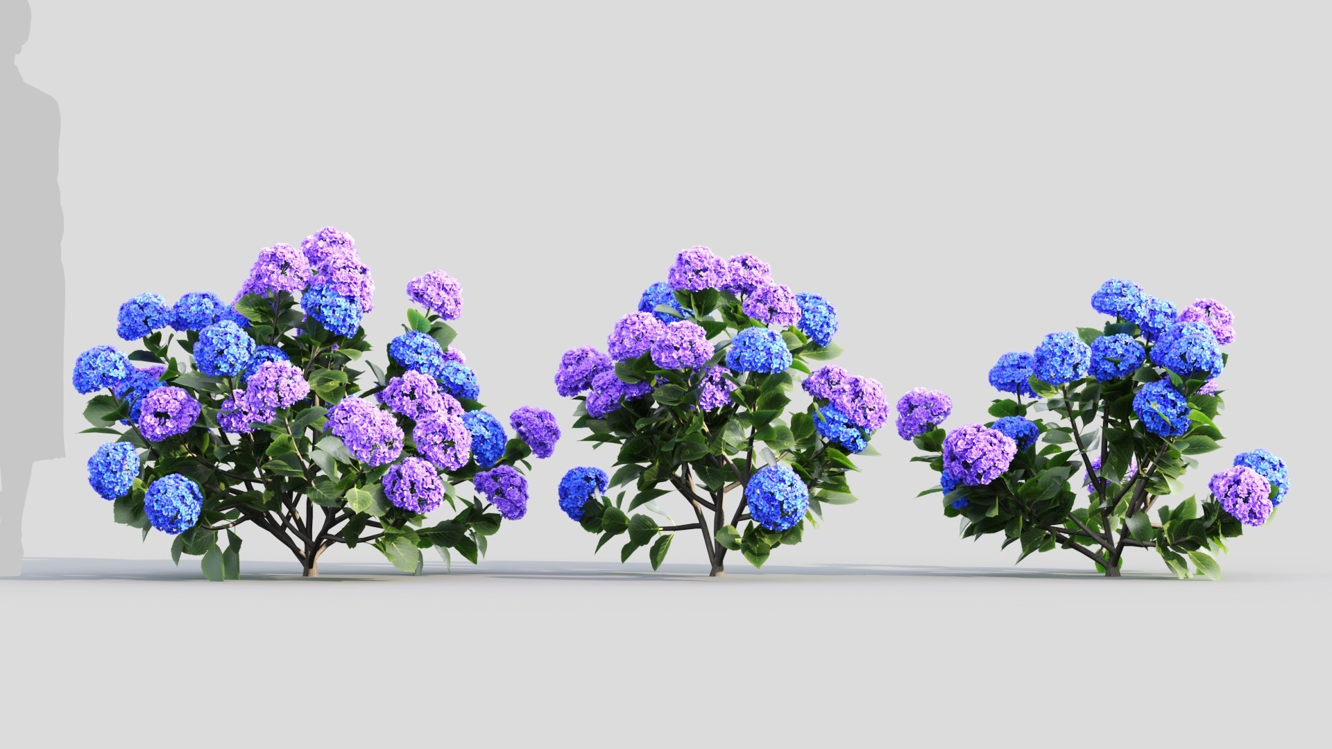 3D Model Hydrangea Macrophylla D - TurboSquid 2158172