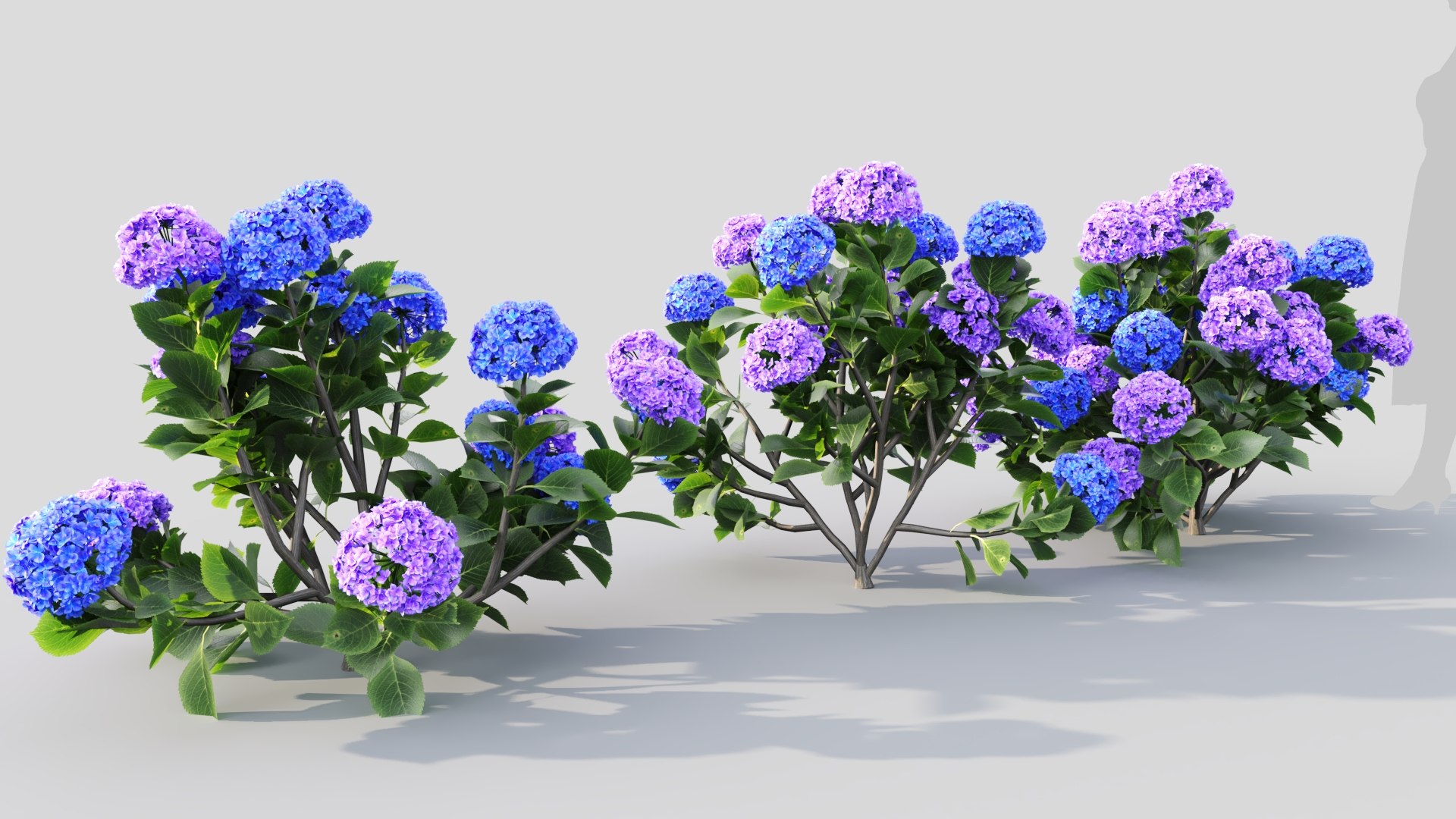 3D Model Hydrangea Macrophylla D - TurboSquid 2158172