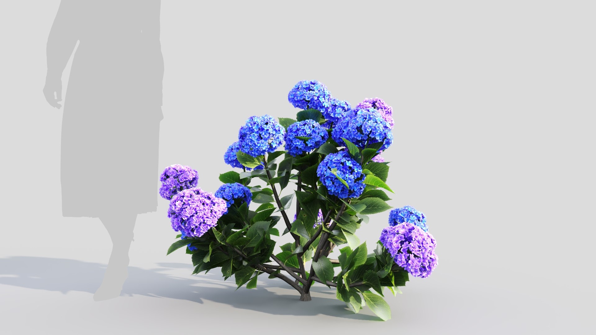 3D Model Hydrangea Macrophylla D - TurboSquid 2158172