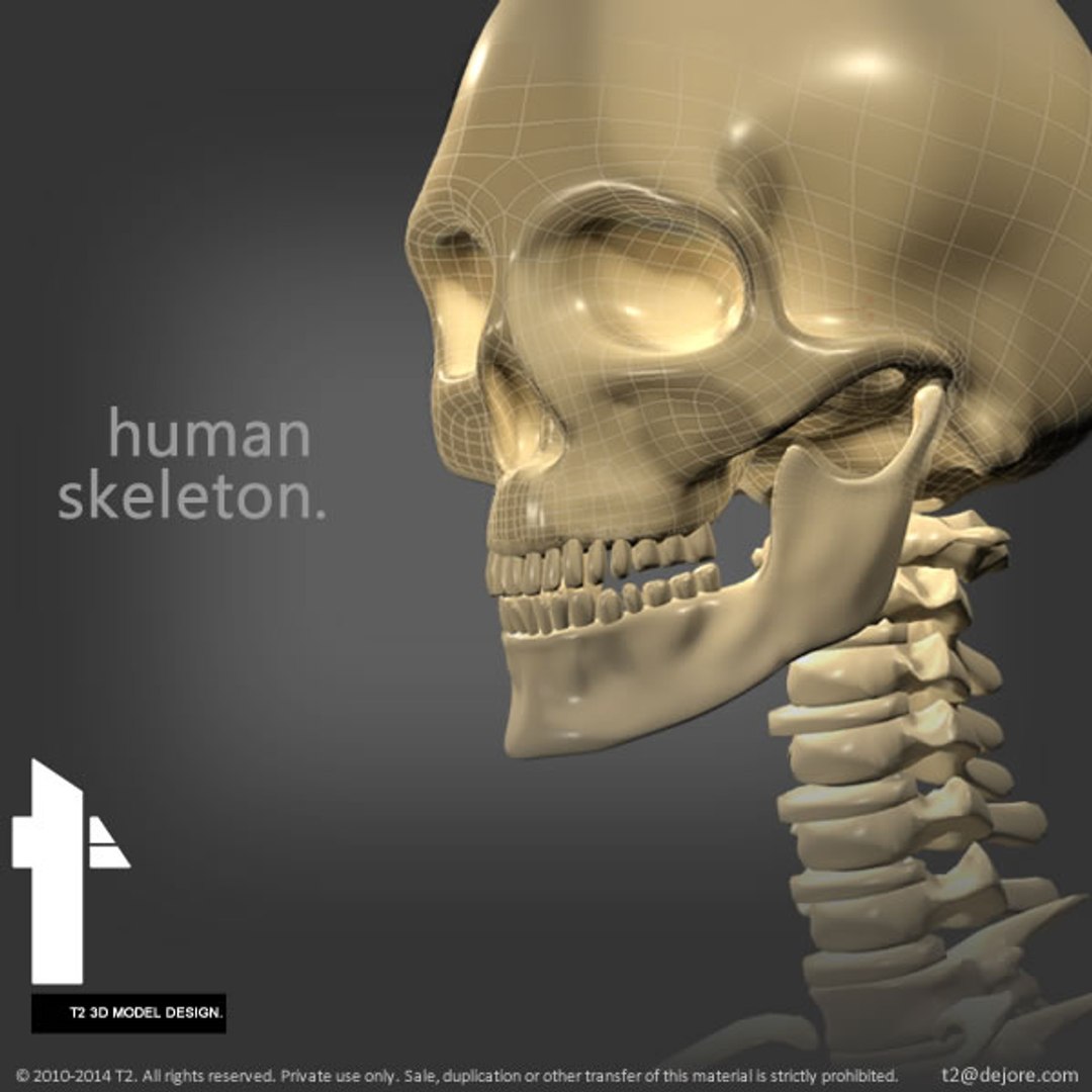 3ds human skeletal