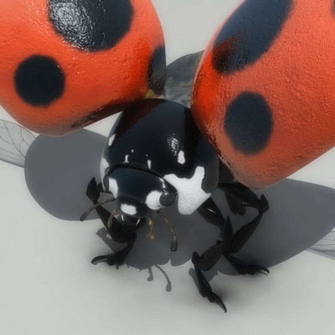 3d Ladybug Rigged
