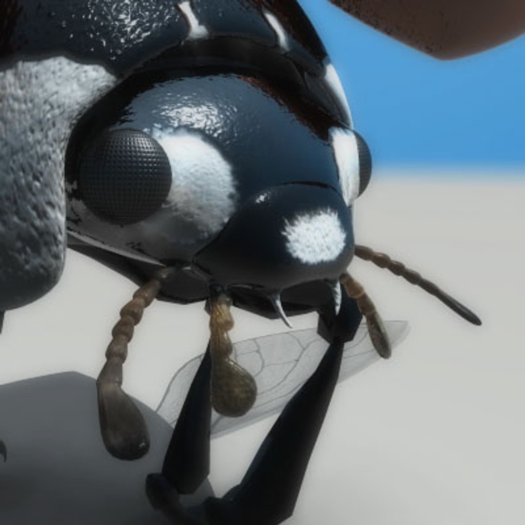 3d Ladybug Rigged