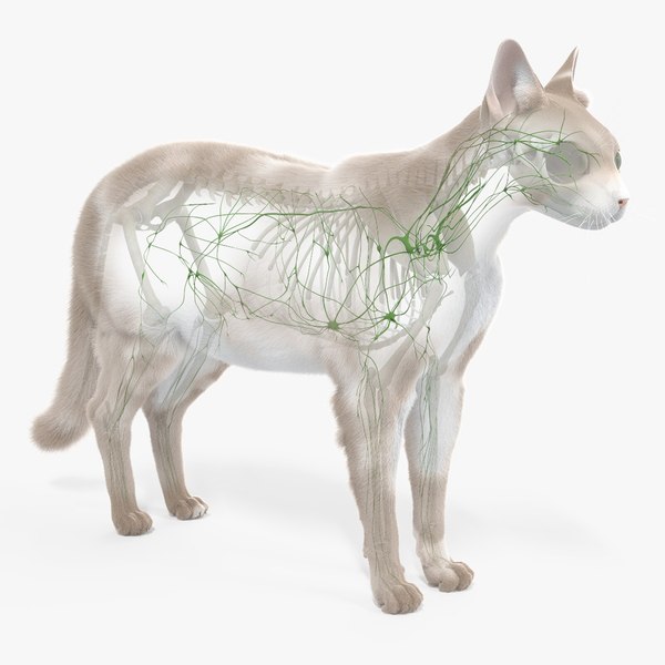 modelo 3d Cat Body, Skeleton and Lymphatic System Static - TurboSquid ...