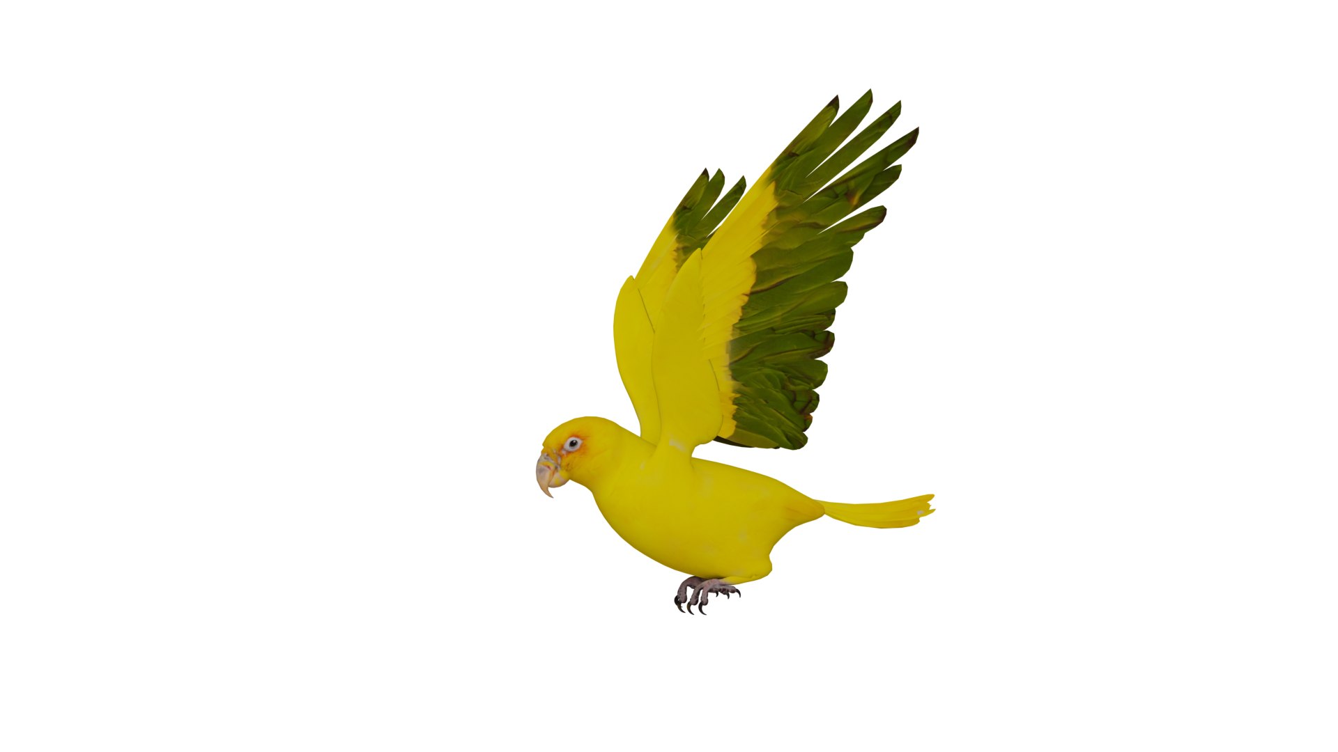 Golden Parakeet Conure Bird 3D Model - TurboSquid 2384451