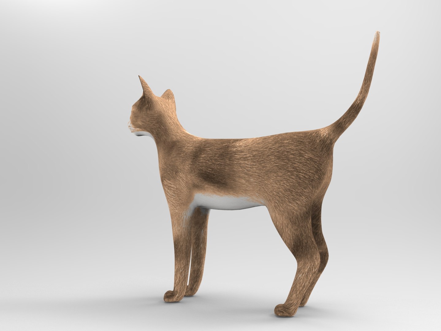 Cat Ready : 3d Model