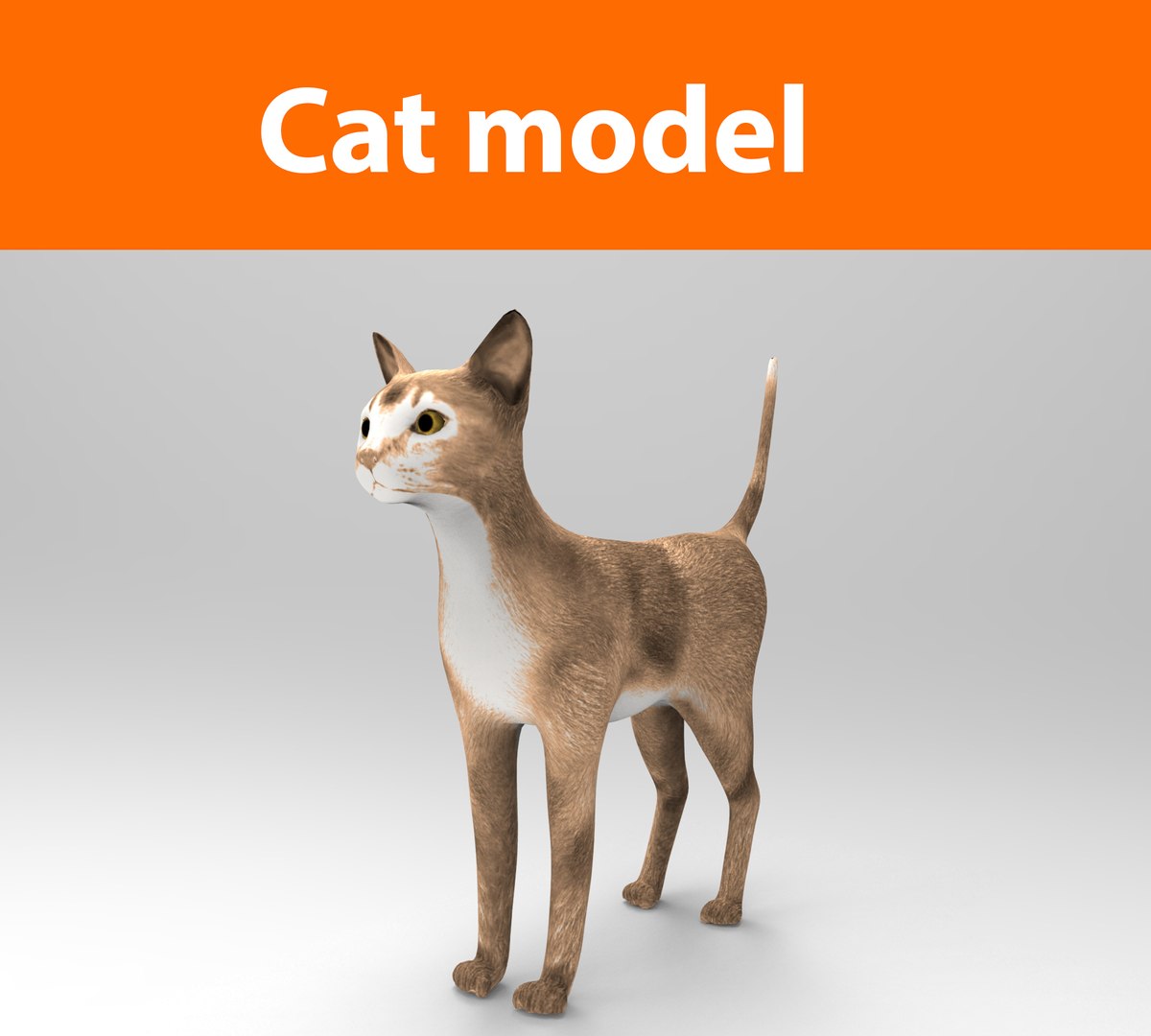 Cat Ready : 3d Model