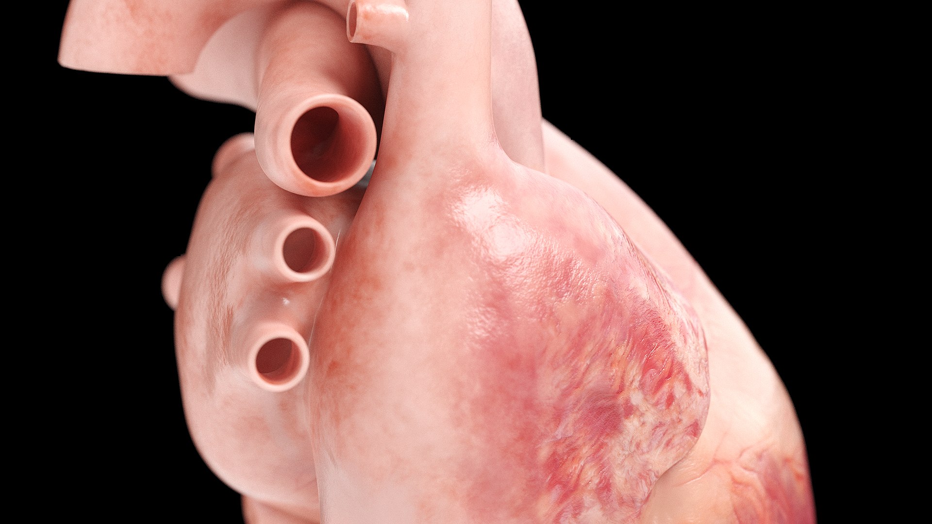 3D Human Heart V2 Static - TurboSquid 1744646