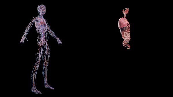 Male Full Anatomy 3D - TurboSquid 1979411