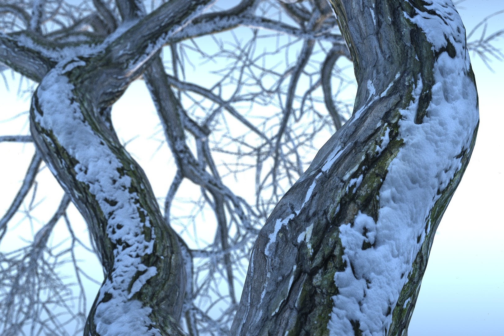 3D Winter Trees Pack 14 Model - TurboSquid 1351151