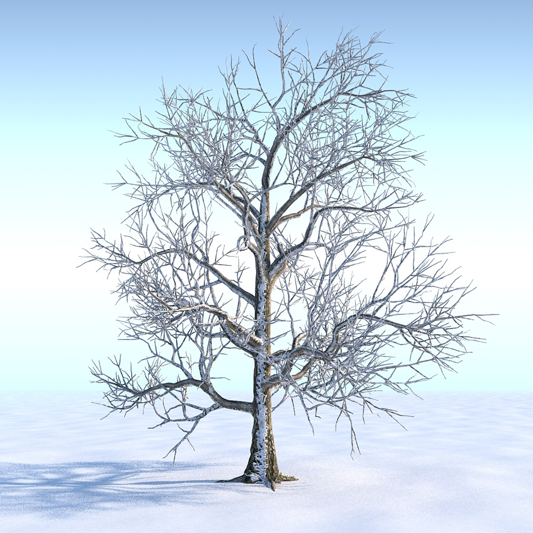 3D Winter Trees Pack 14 Model - TurboSquid 1351151