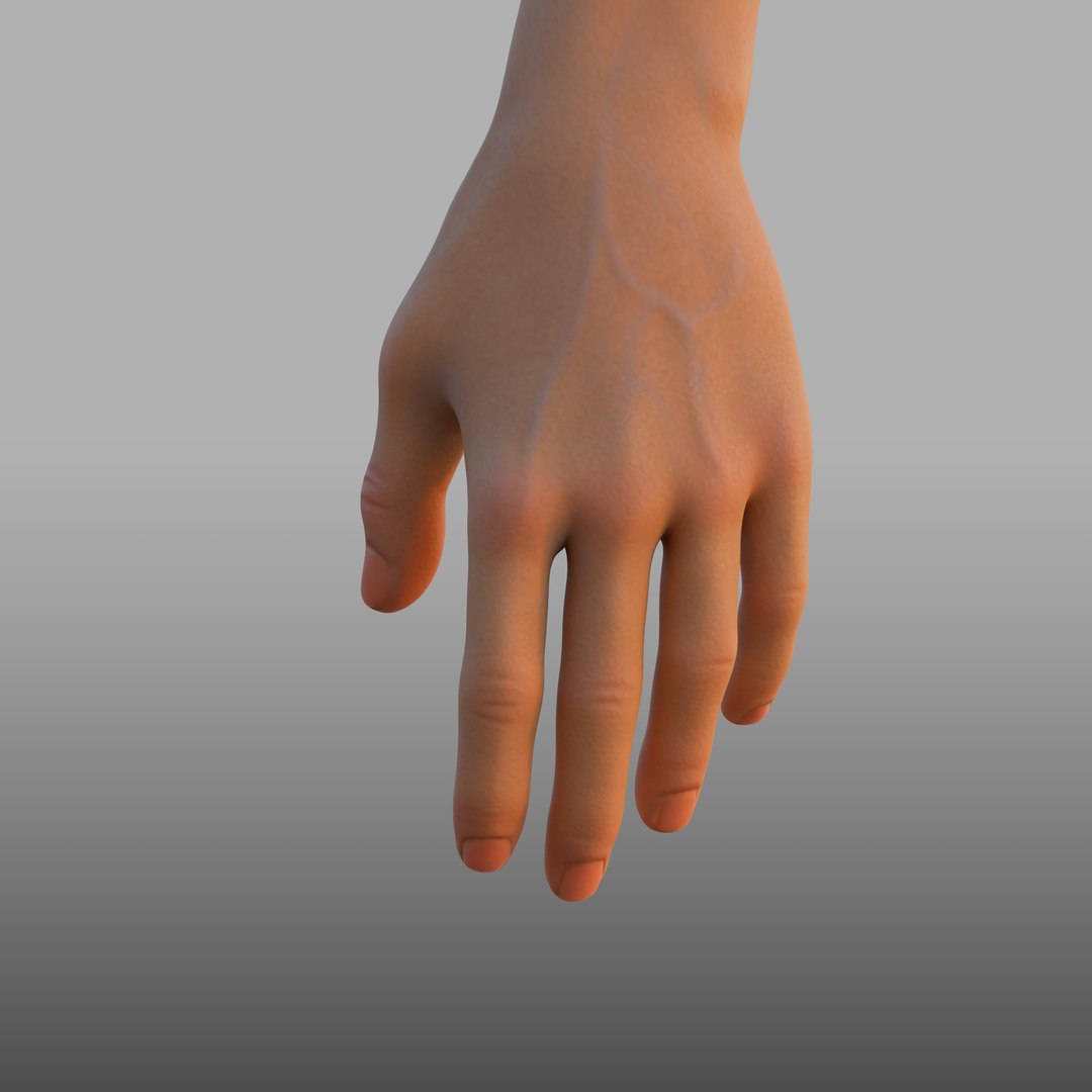 3D Hand Anatomy Model - TurboSquid 1585782