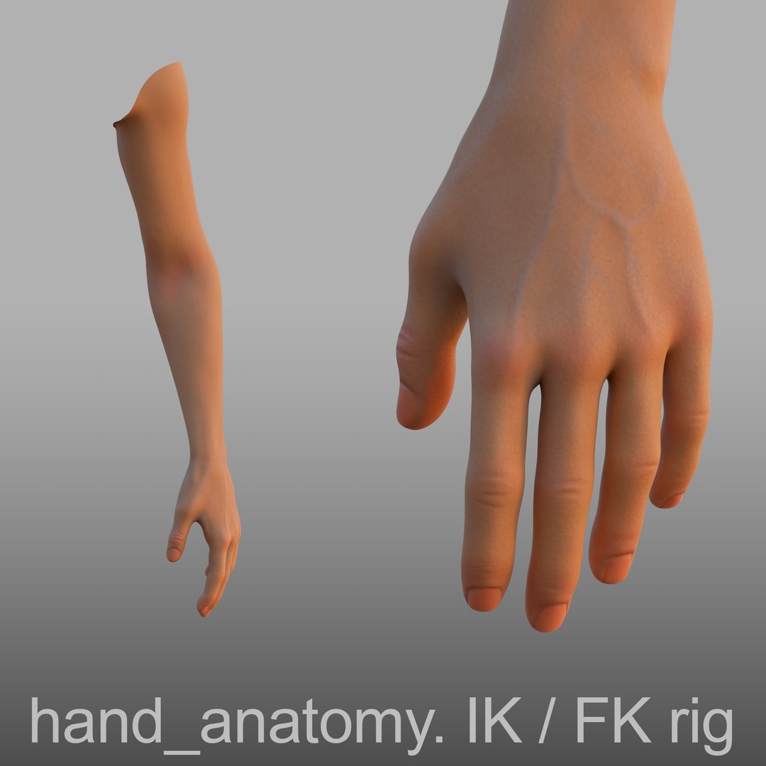 3D Hand Anatomy Model - TurboSquid 1585782