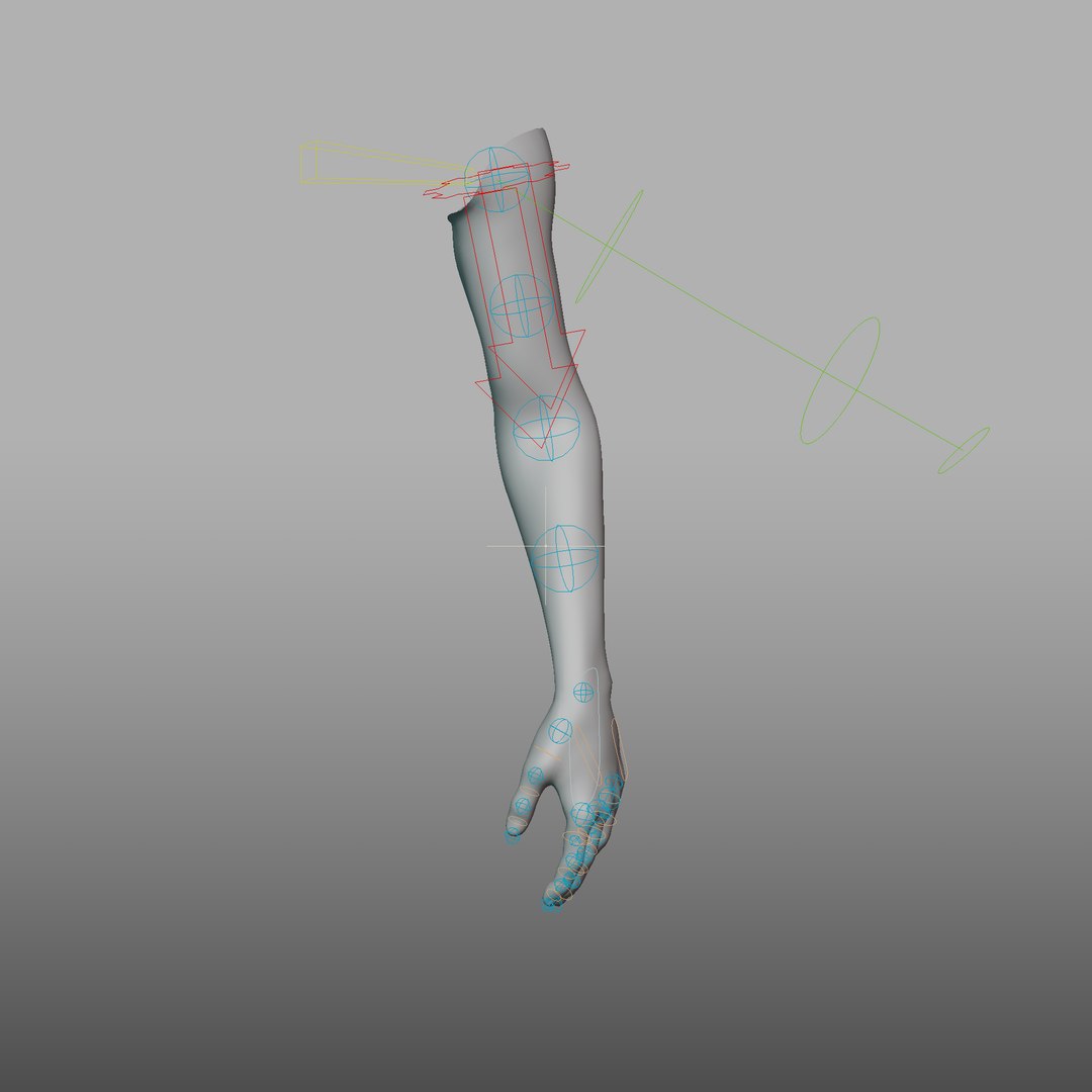 3D hand anatomy model - TurboSquid 1585782