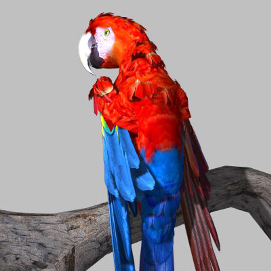 Parrot Macaw 3d Model