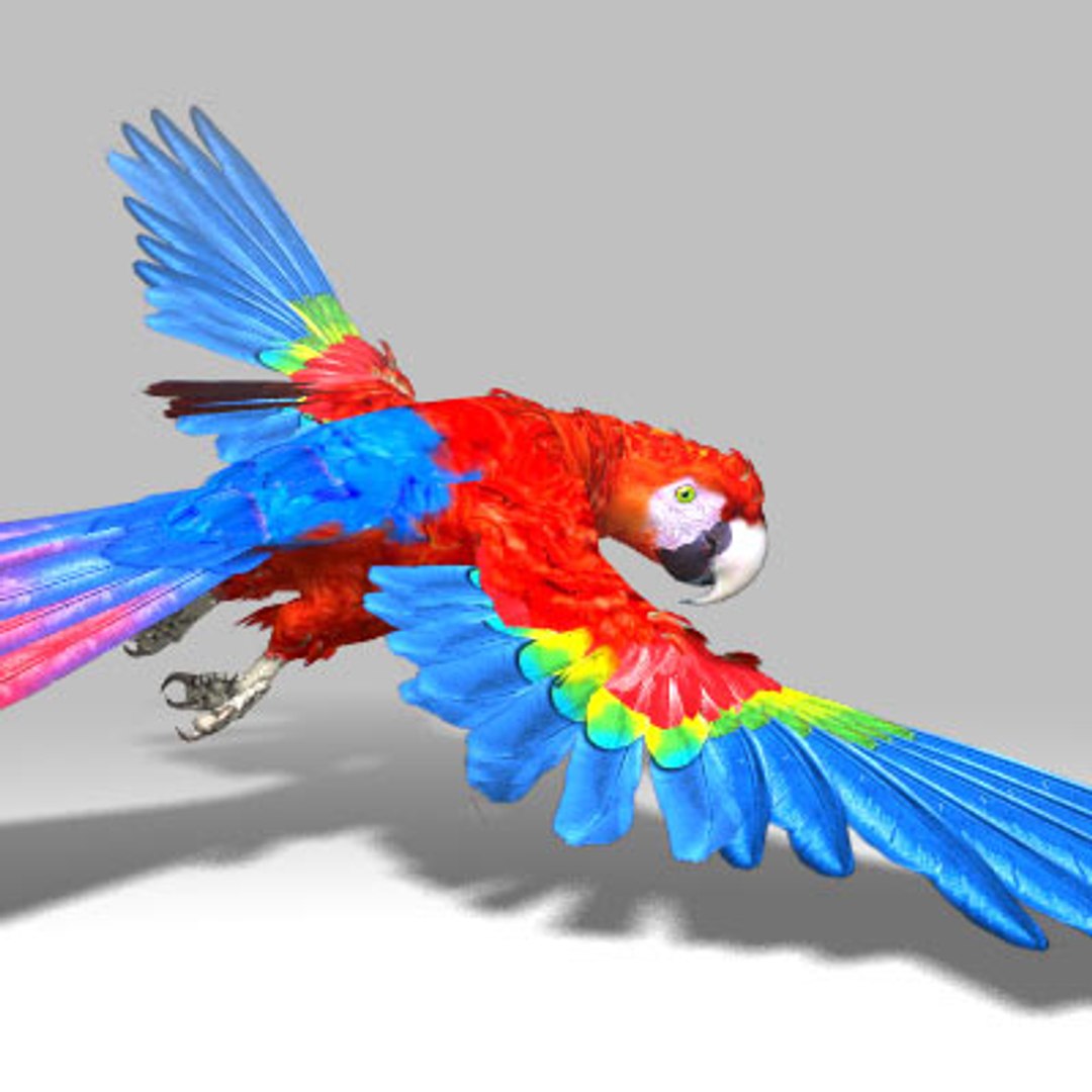 Parrot Macaw 3d Model
