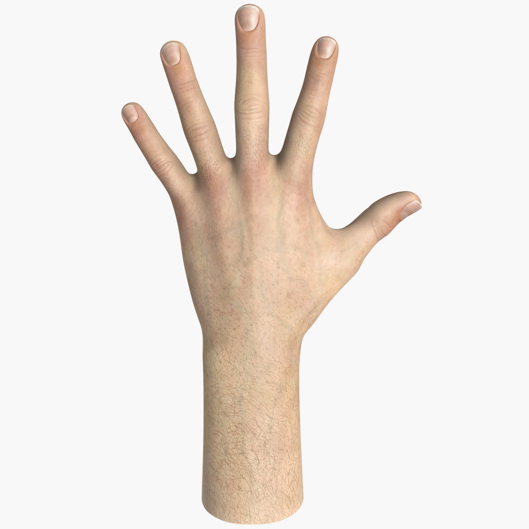 3d male hand model