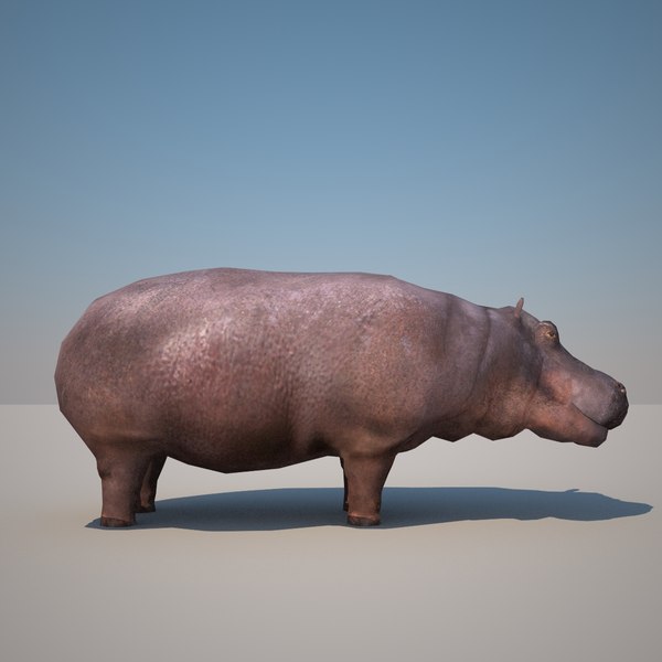 hippopotamus max