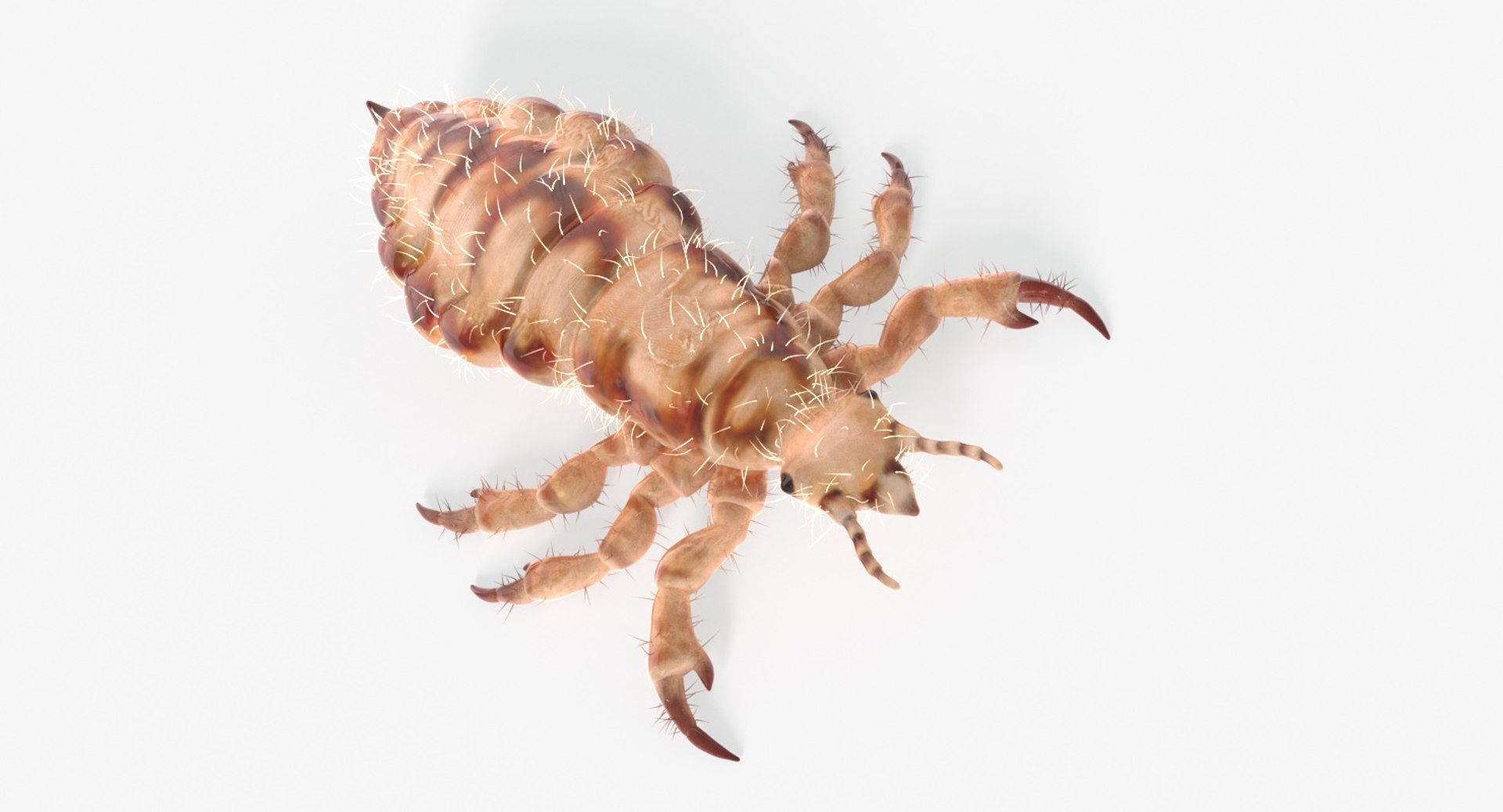 3D Model Louse Insect Bug - TurboSquid 1340516
