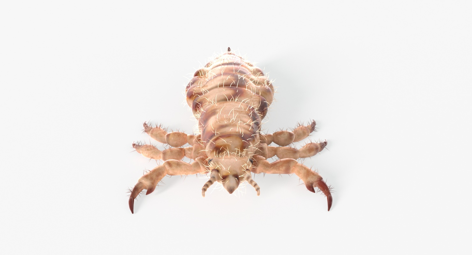 Cootie Bug In Hair