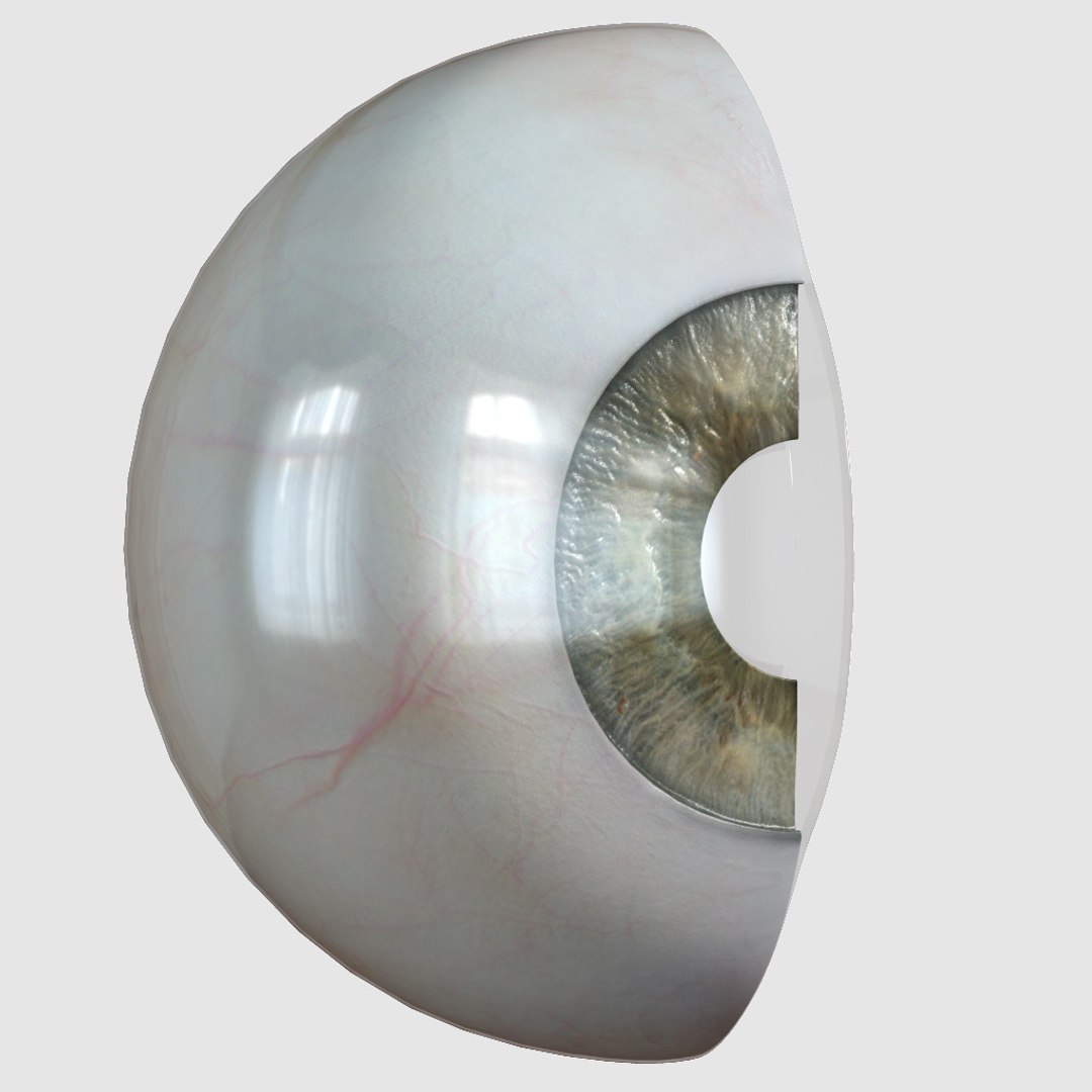 3d model of human eye