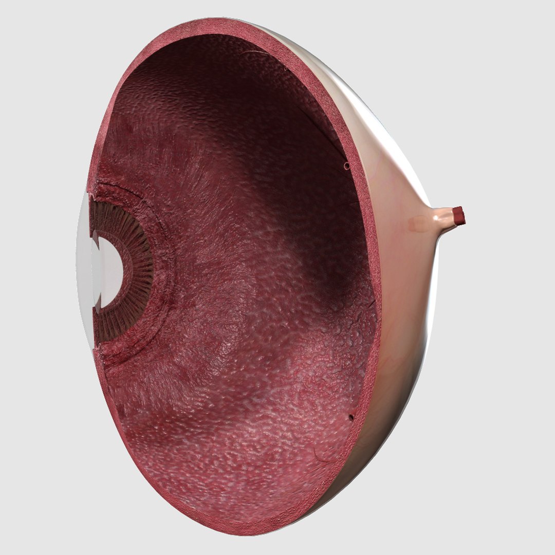 3d model of human eye