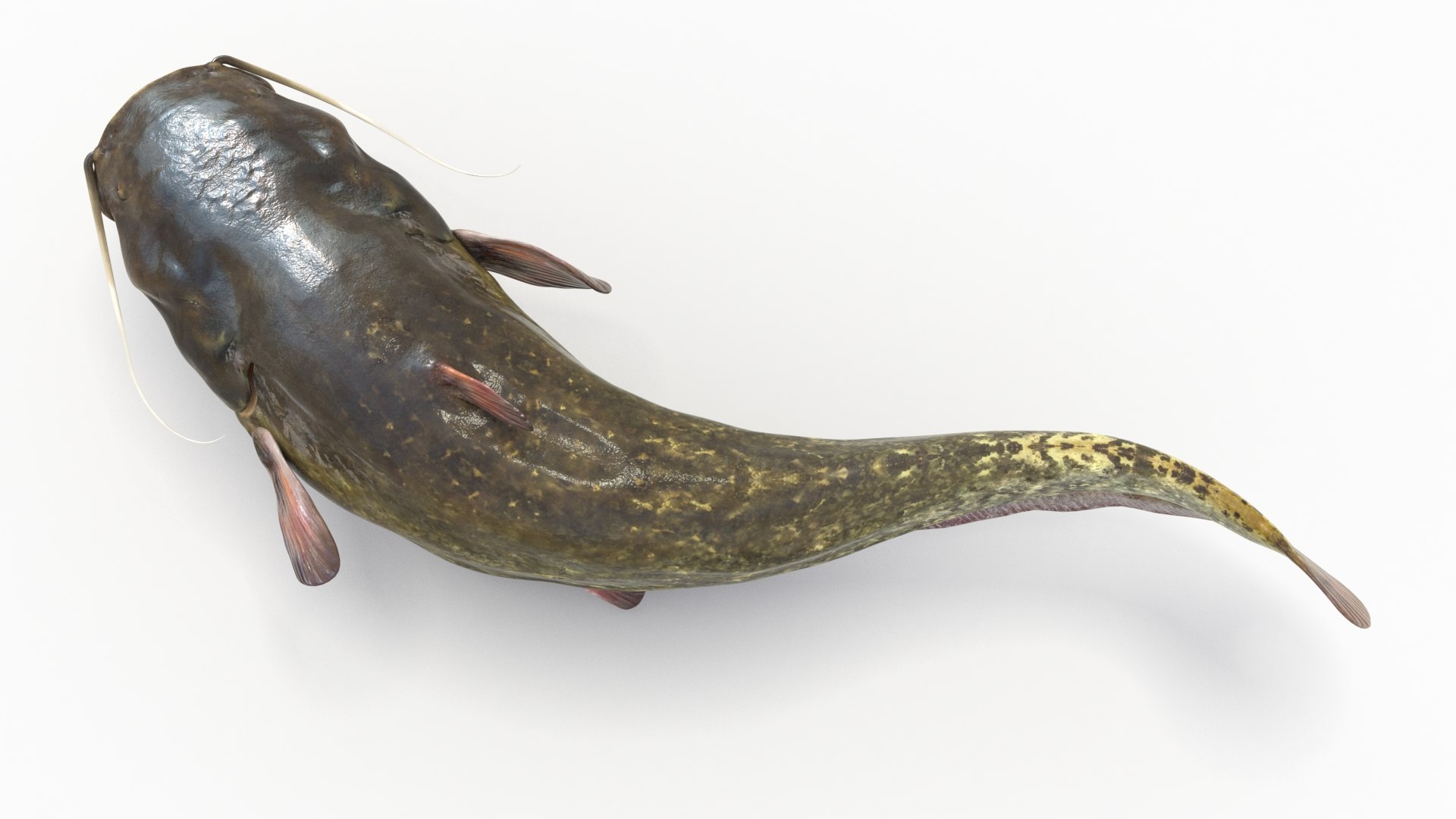 Catfish Animation Model - TurboSquid 1511658
