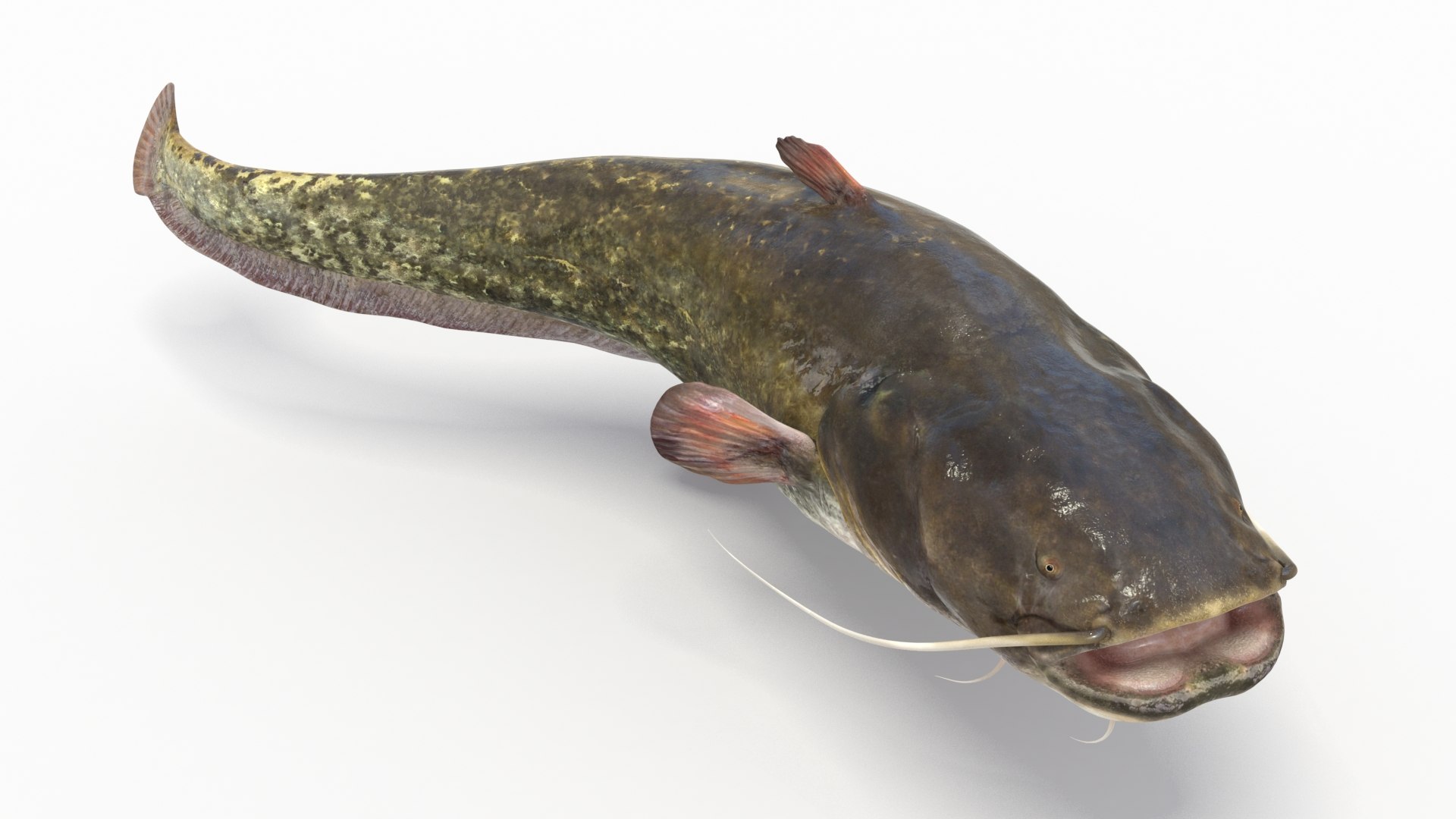 Catfish Animation Model - TurboSquid 1511658