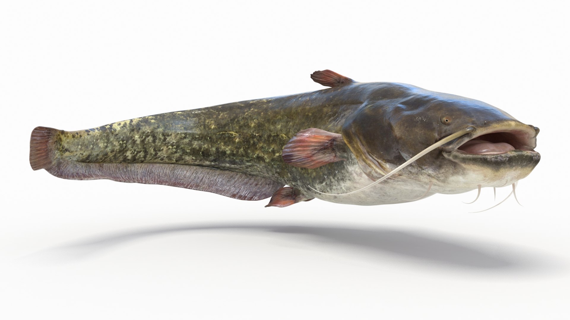 Catfish Animation Model - TurboSquid 1511658