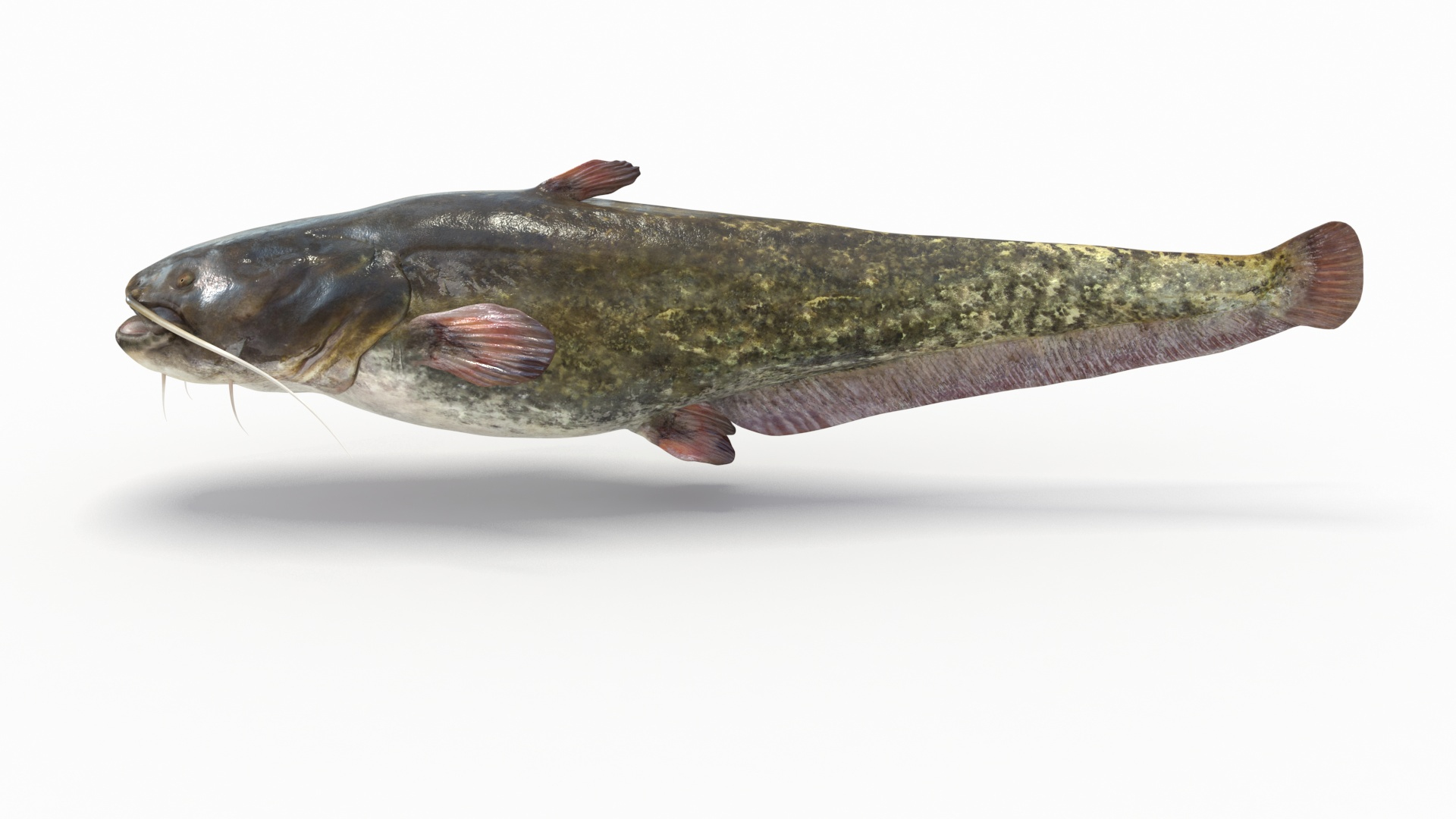 Catfish Animation Model - TurboSquid 1511658