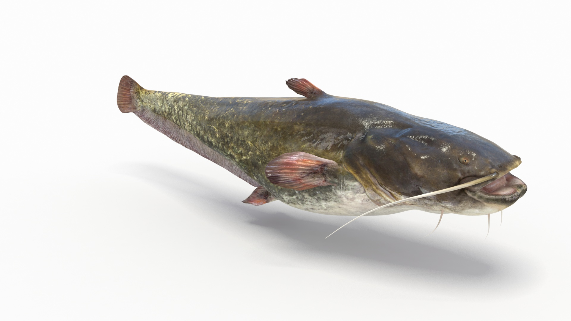 Catfish Animation Model - TurboSquid 1511658