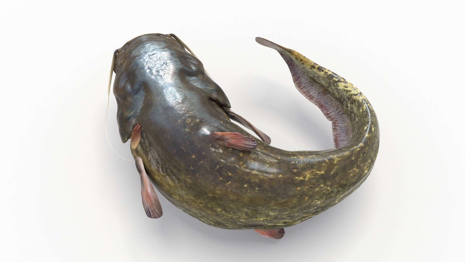 Catfish Animation Model - TurboSquid 1511658