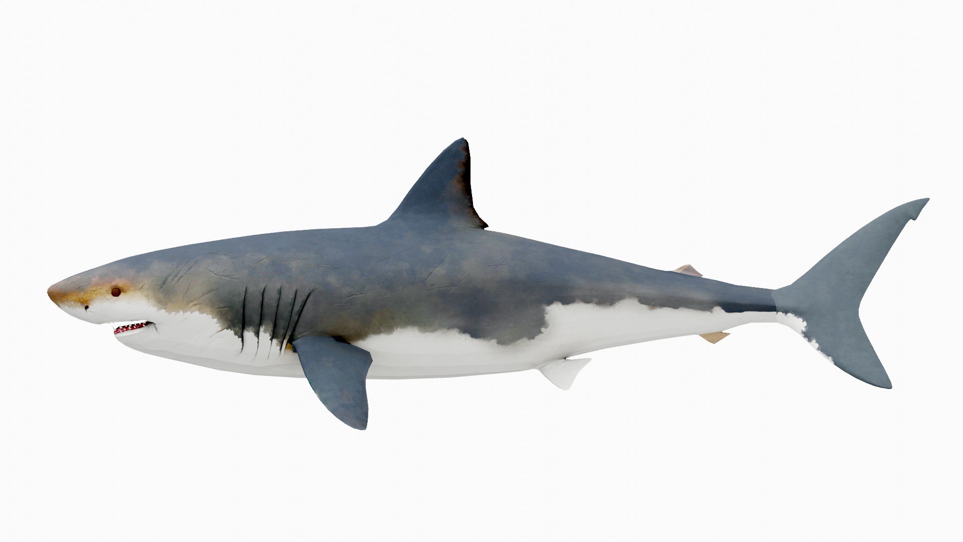 3D Realistic Shark - TurboSquid 2066440