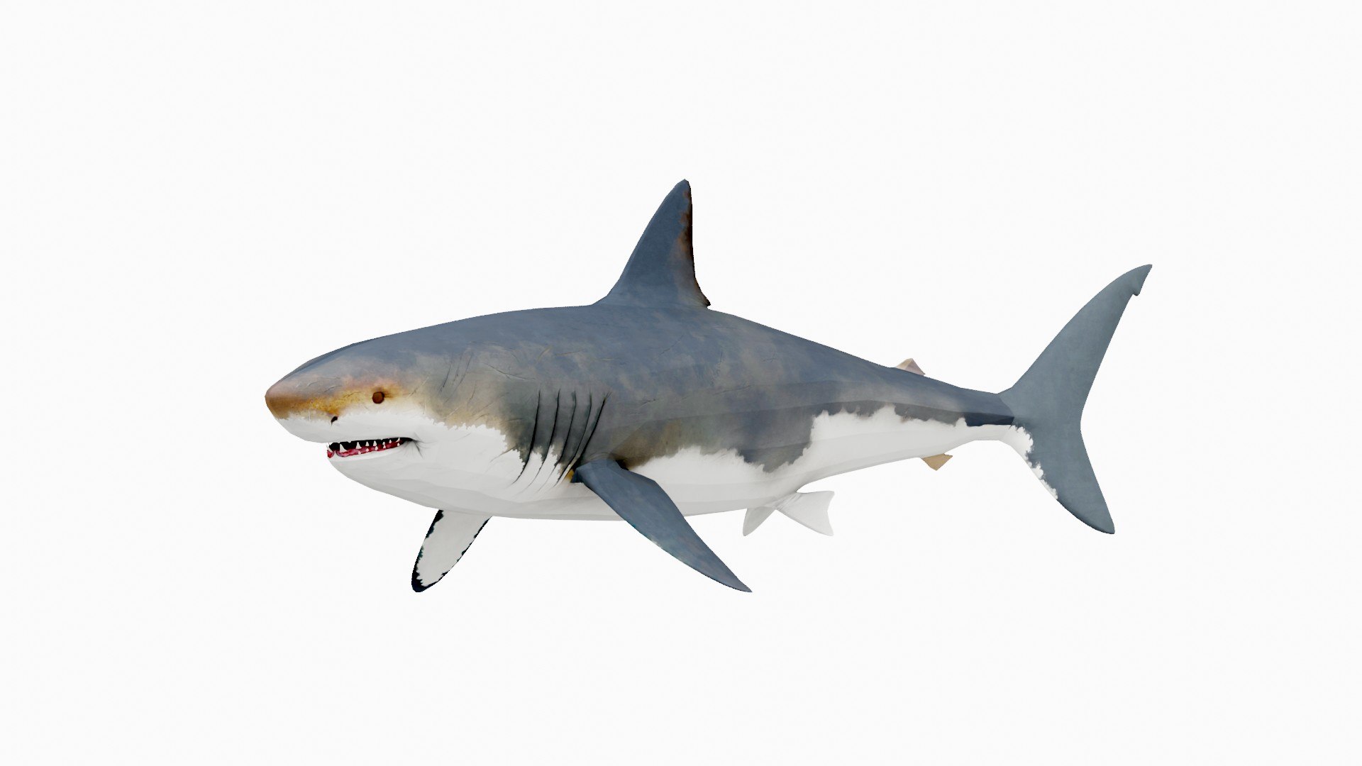 3D Realistic Shark - TurboSquid 2066440