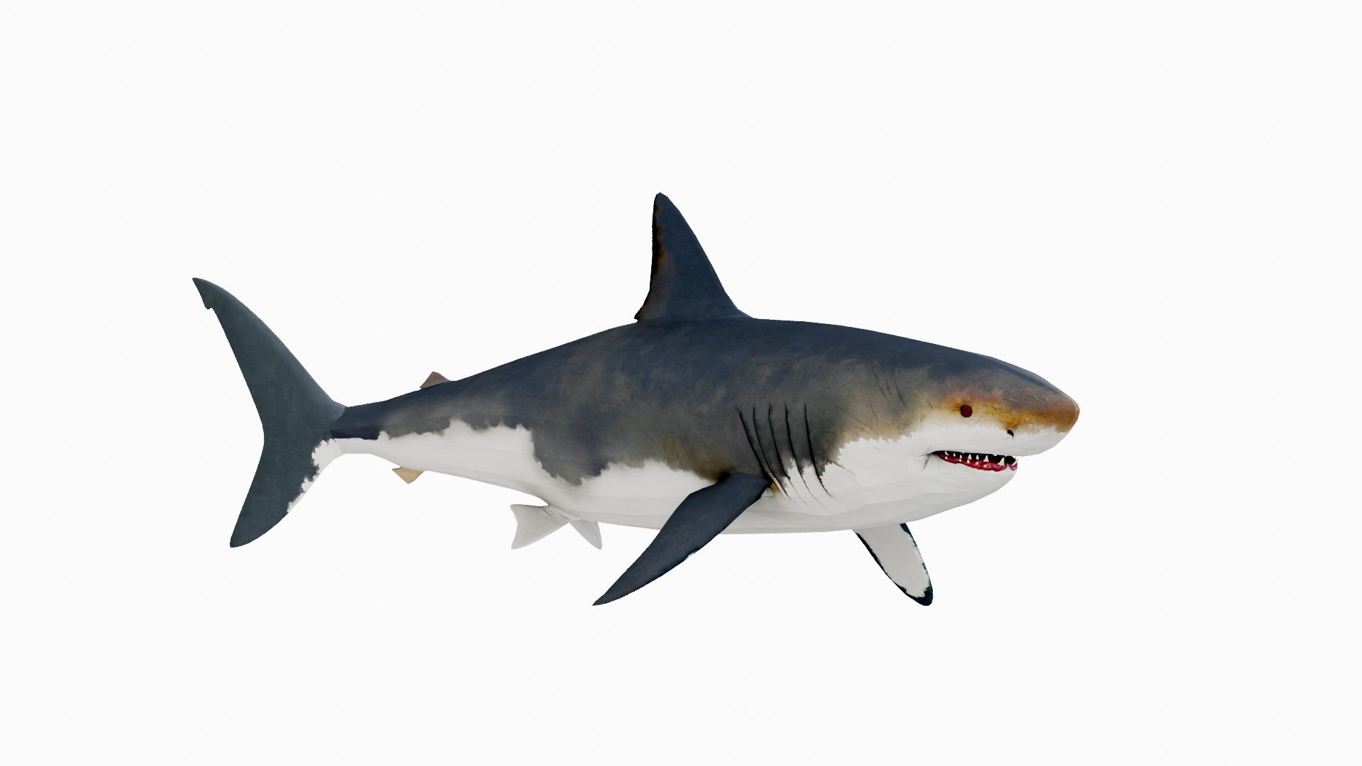 3D Realistic Shark - TurboSquid 2066440