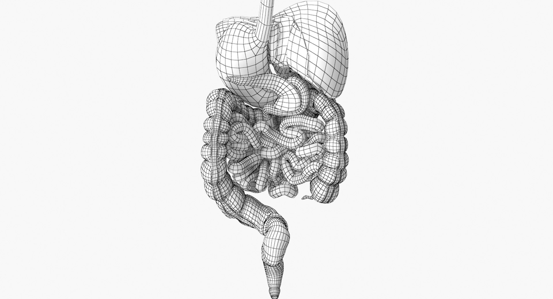 Digestive Anatomy 3d Model
