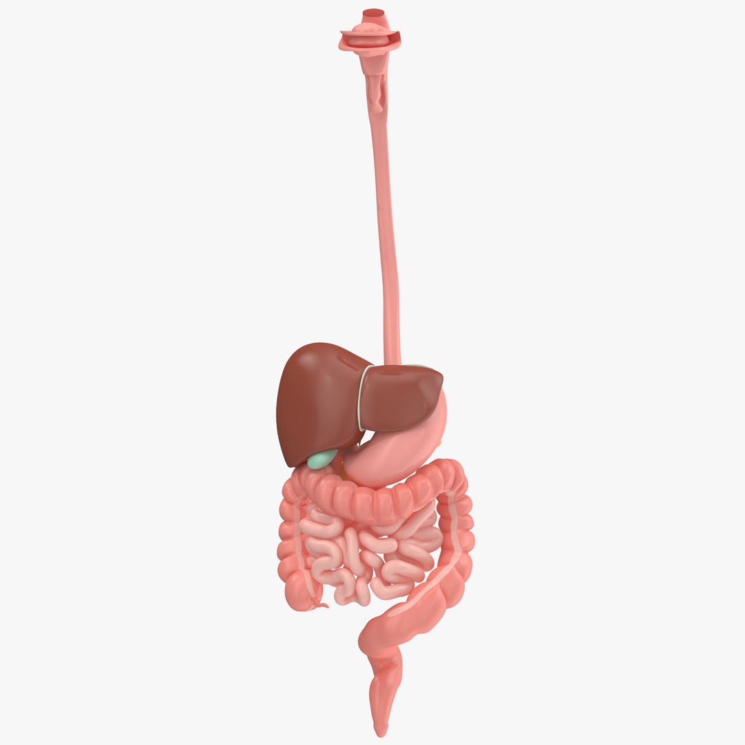 Digestive Anatomy 3d Model