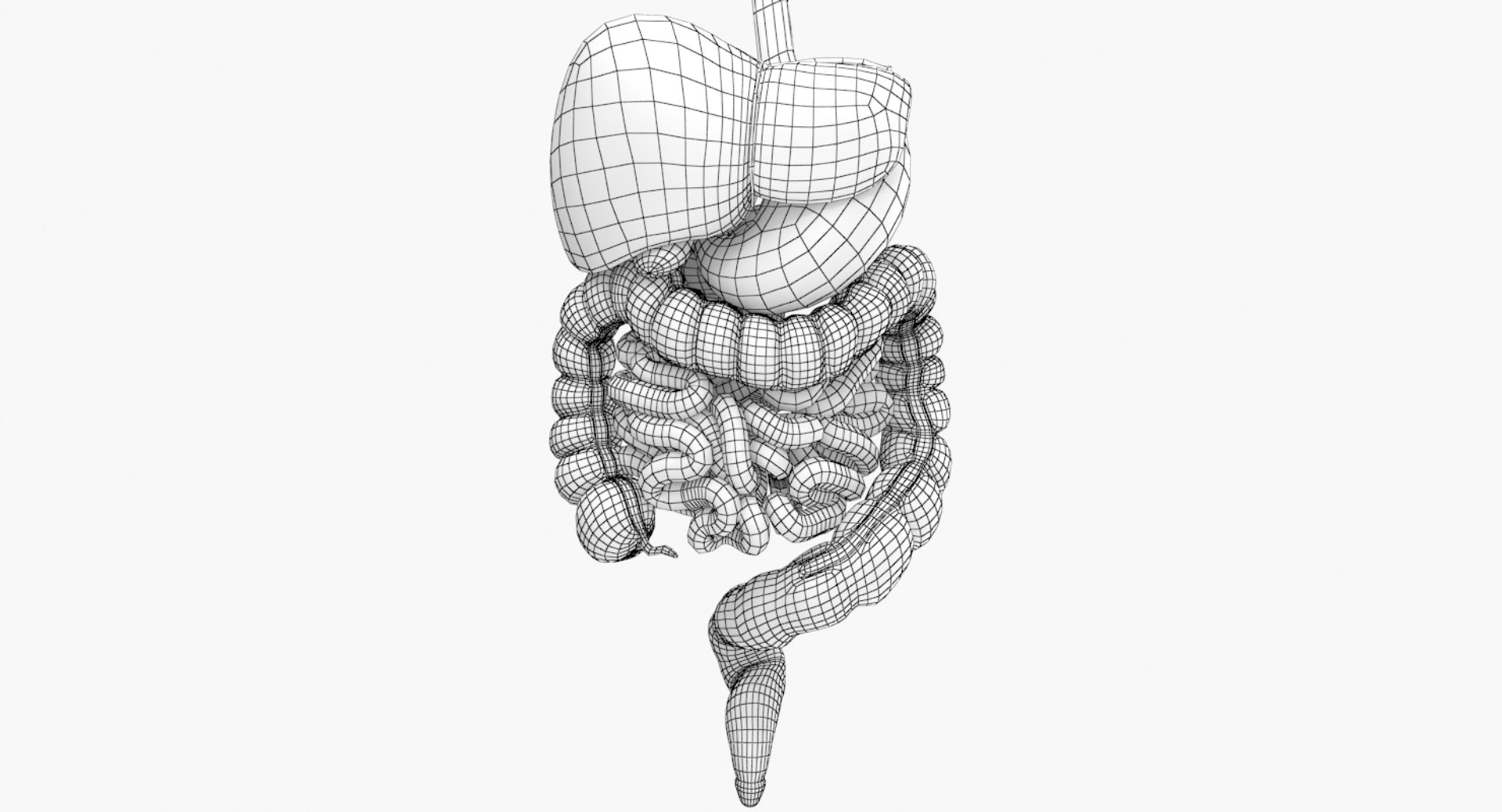 Digestive Anatomy 3d Model