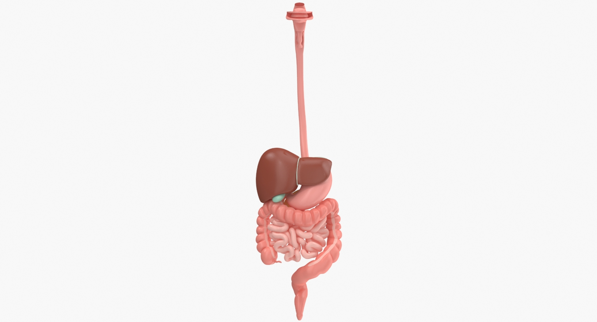 Digestive Anatomy 3d Model