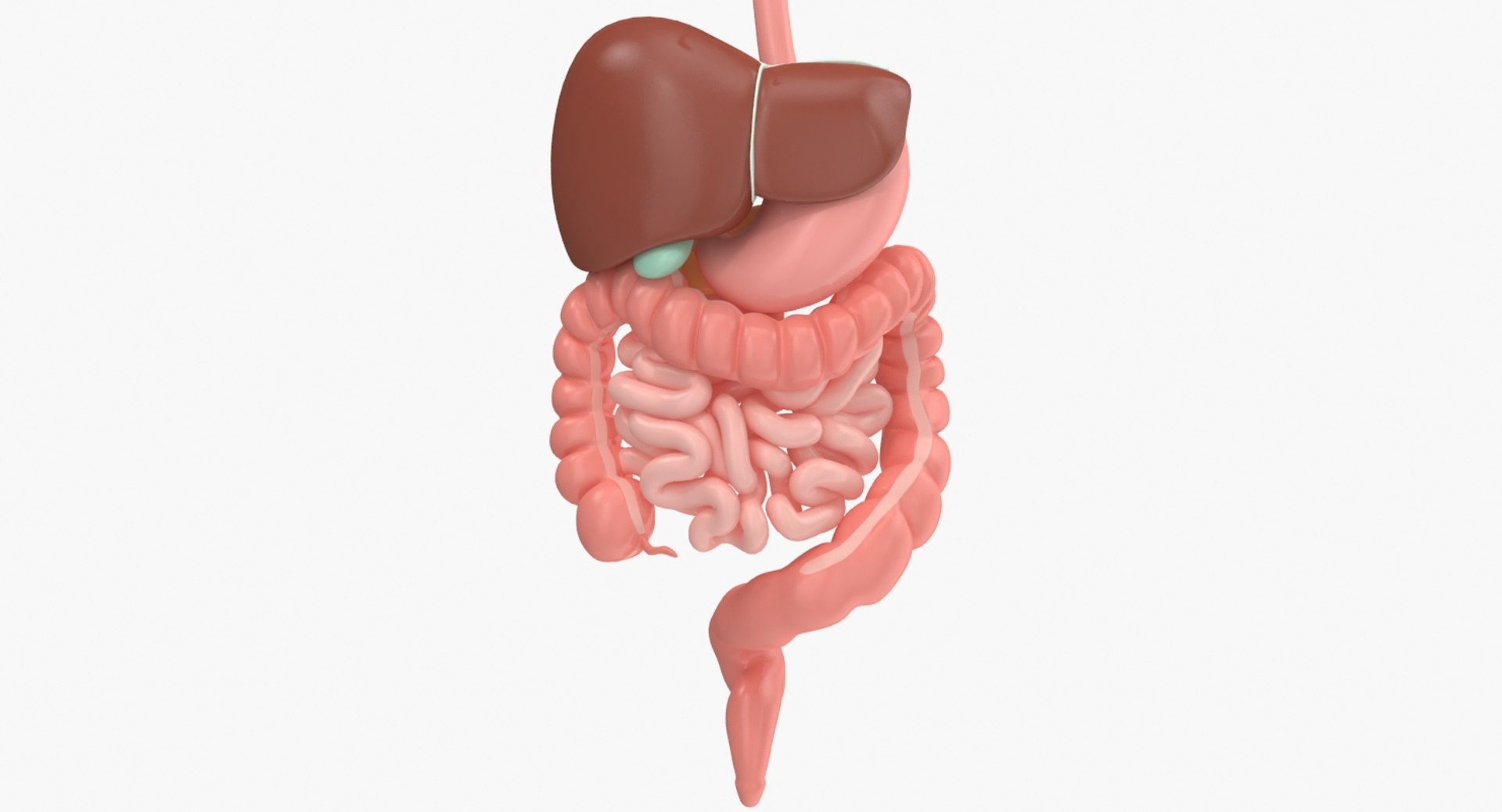 Digestive Anatomy 3d Model