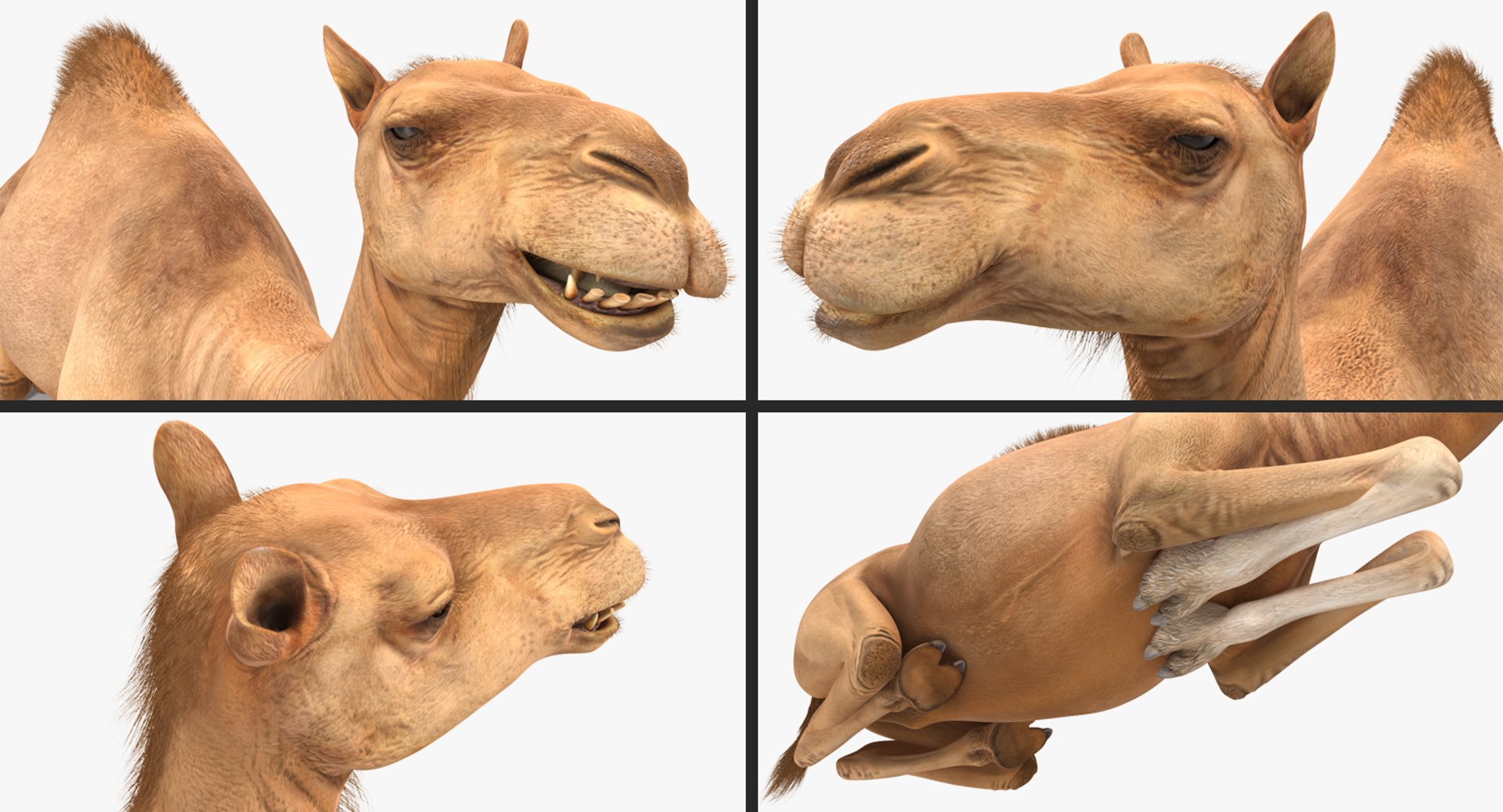 3d Model Camel Sitting Pose